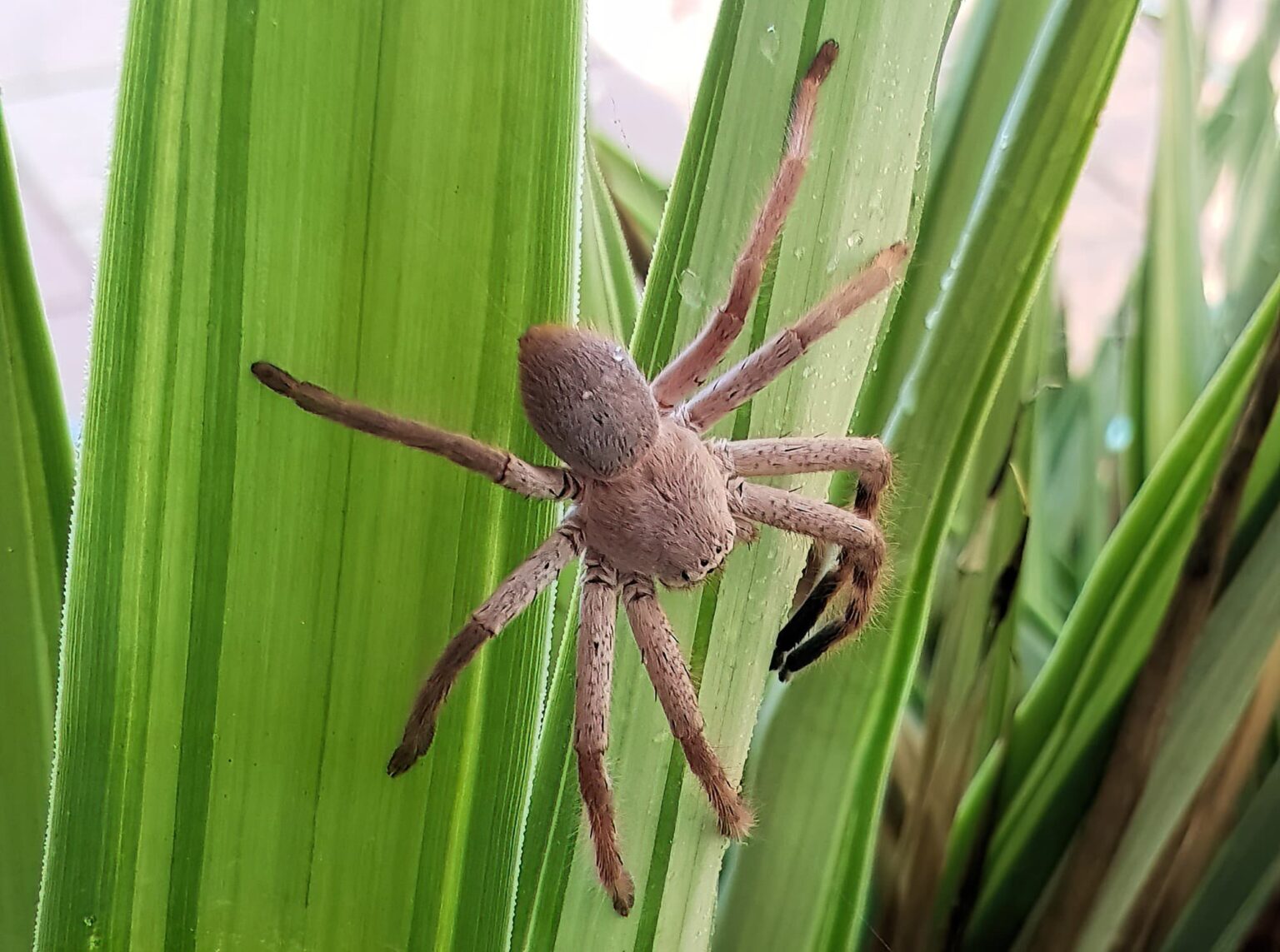 Desert Huntsman Spider – Ausemade
