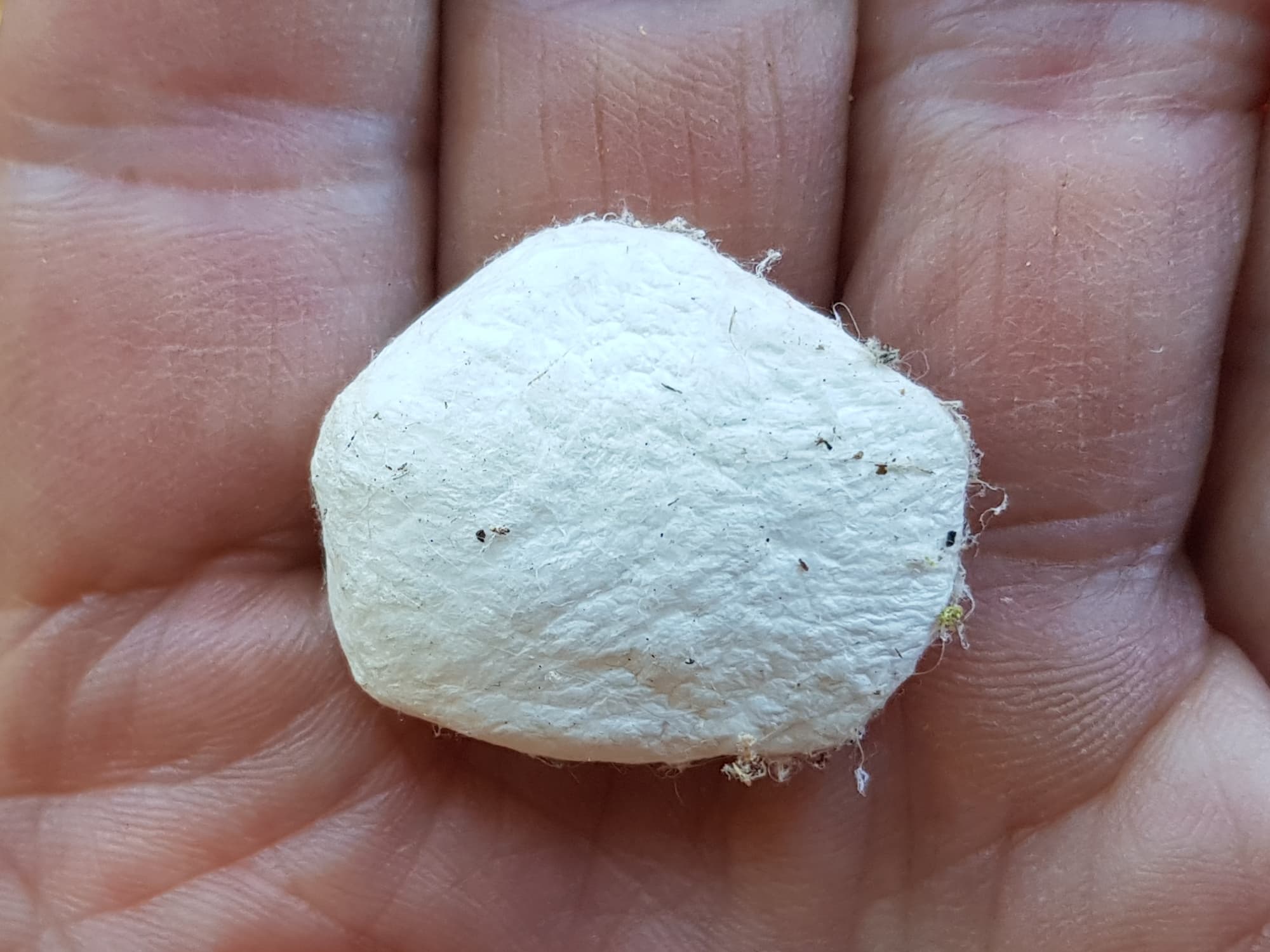 Spider sac – Ausemade