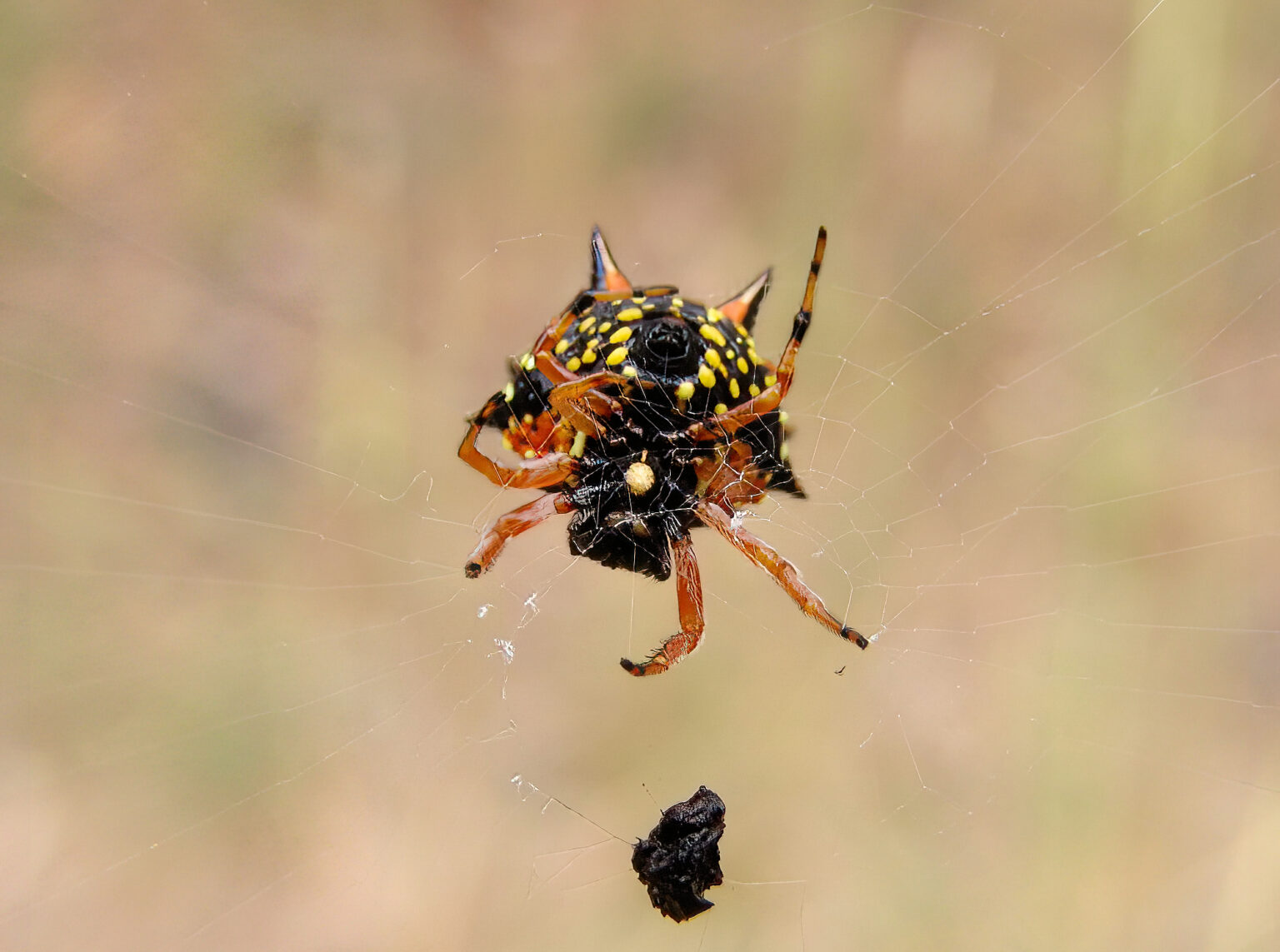 Jewel Spider – Ausemade