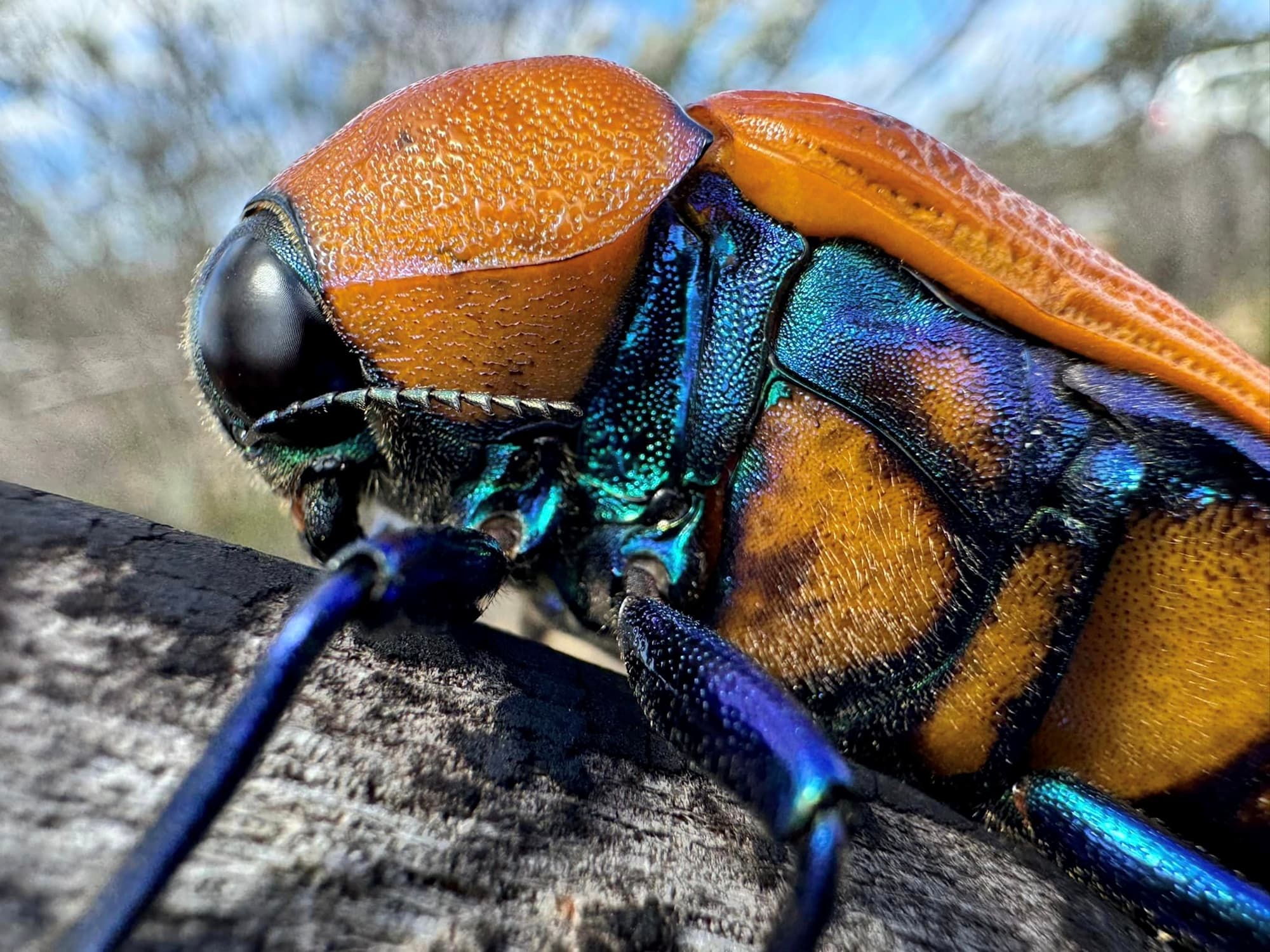 the males didn’t seem to care… – Ausemade