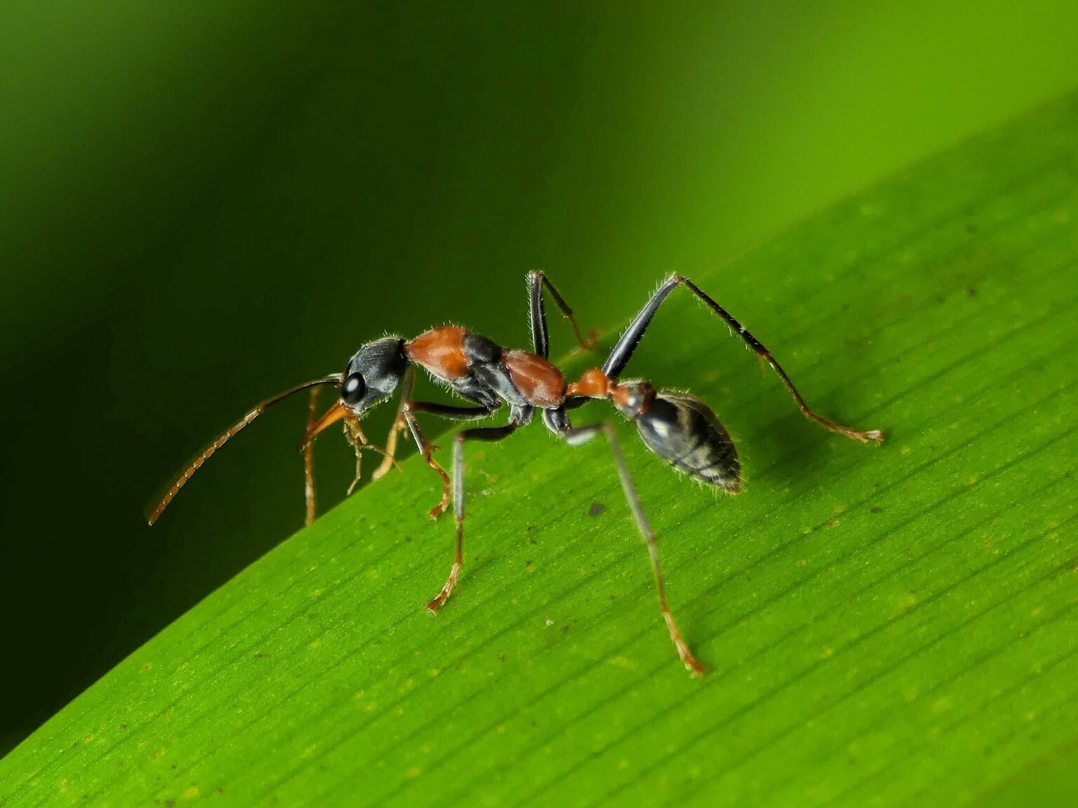 Myrmecia nigrocincta (Jumping Jack Ant) – Ausemade