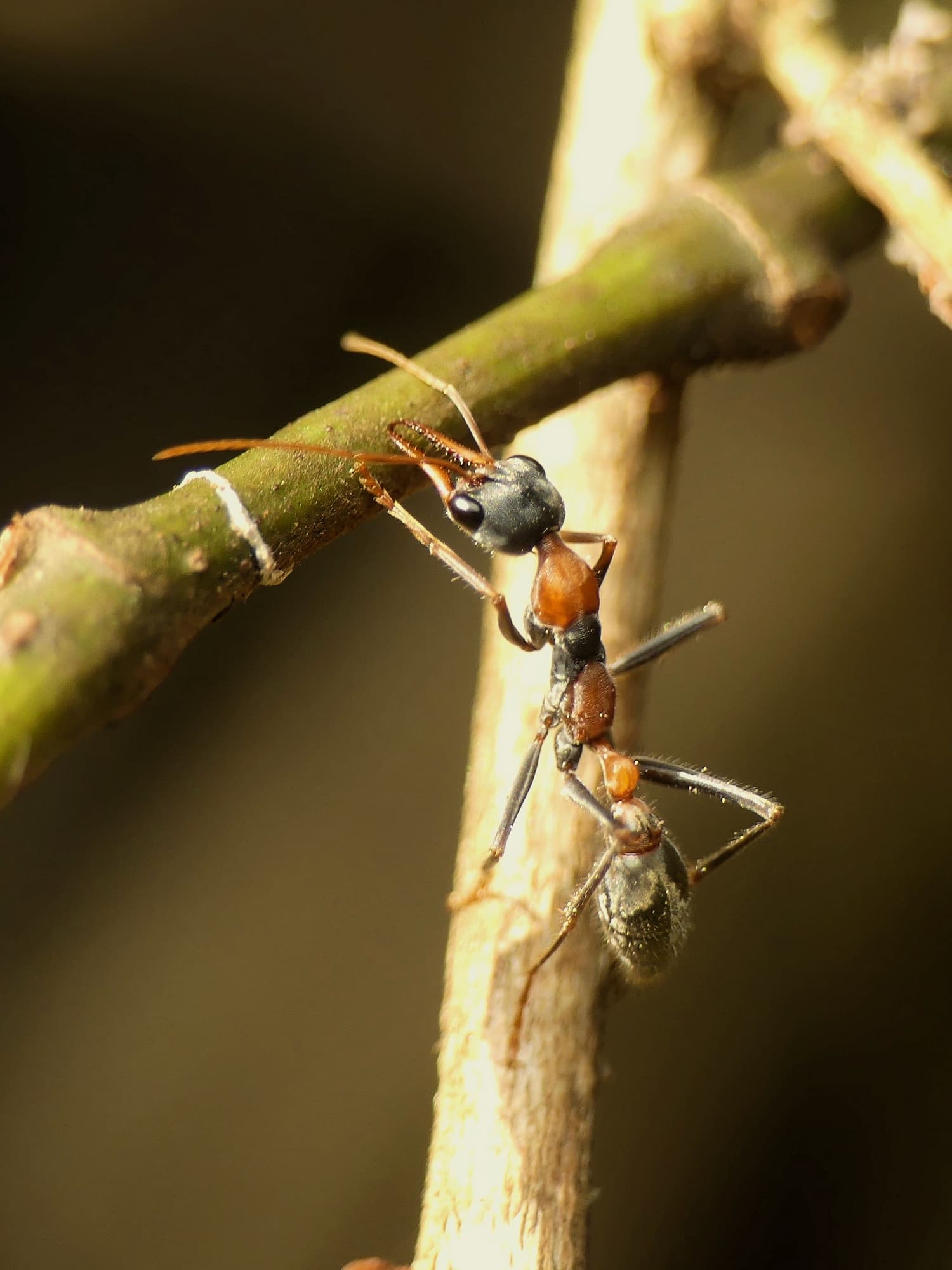 Jumping Jack Ant (Myrmecia nigrocincta) – Ausemade