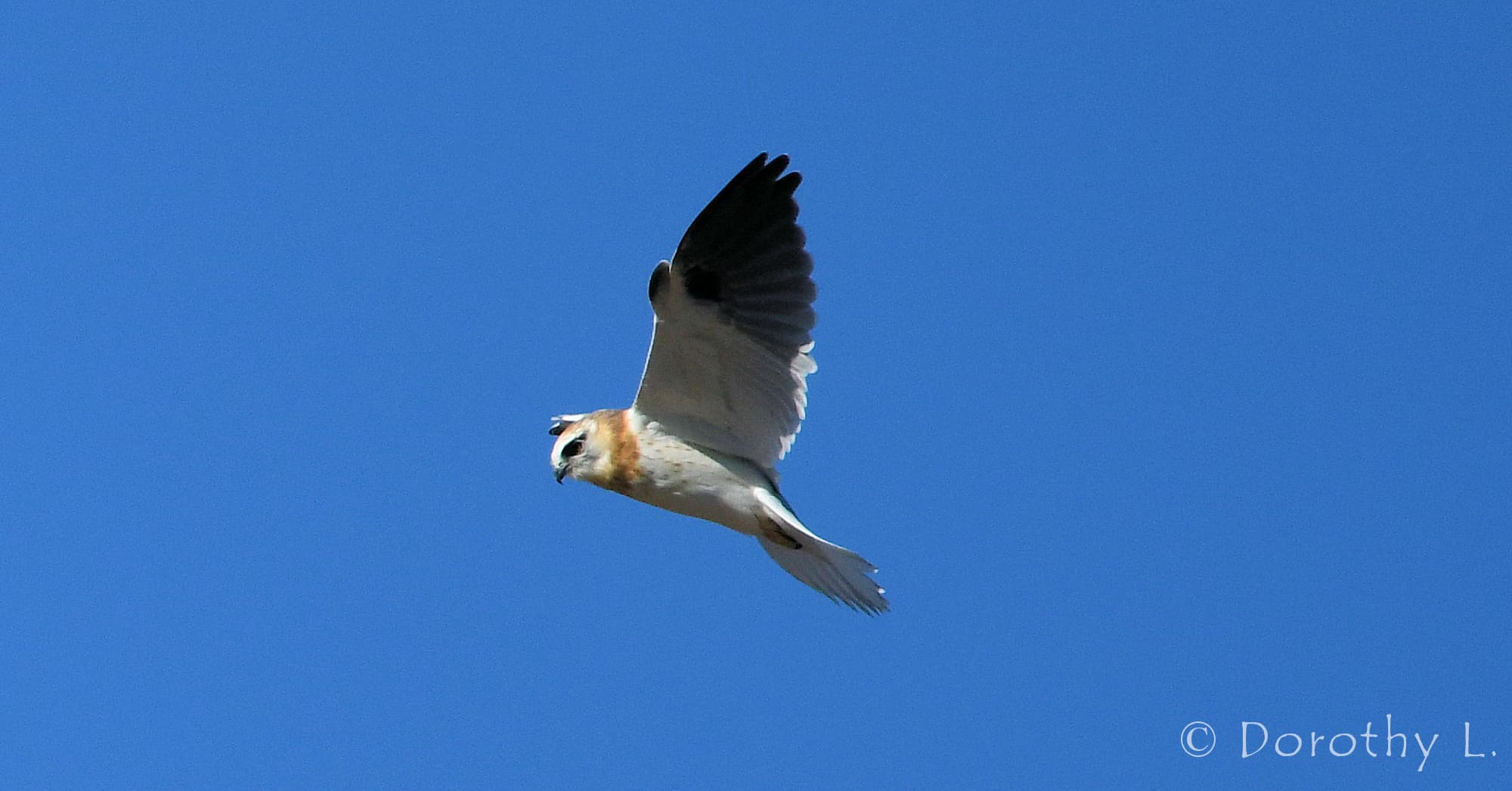 Black-shouldered Kite at the Ponds – Ausemade