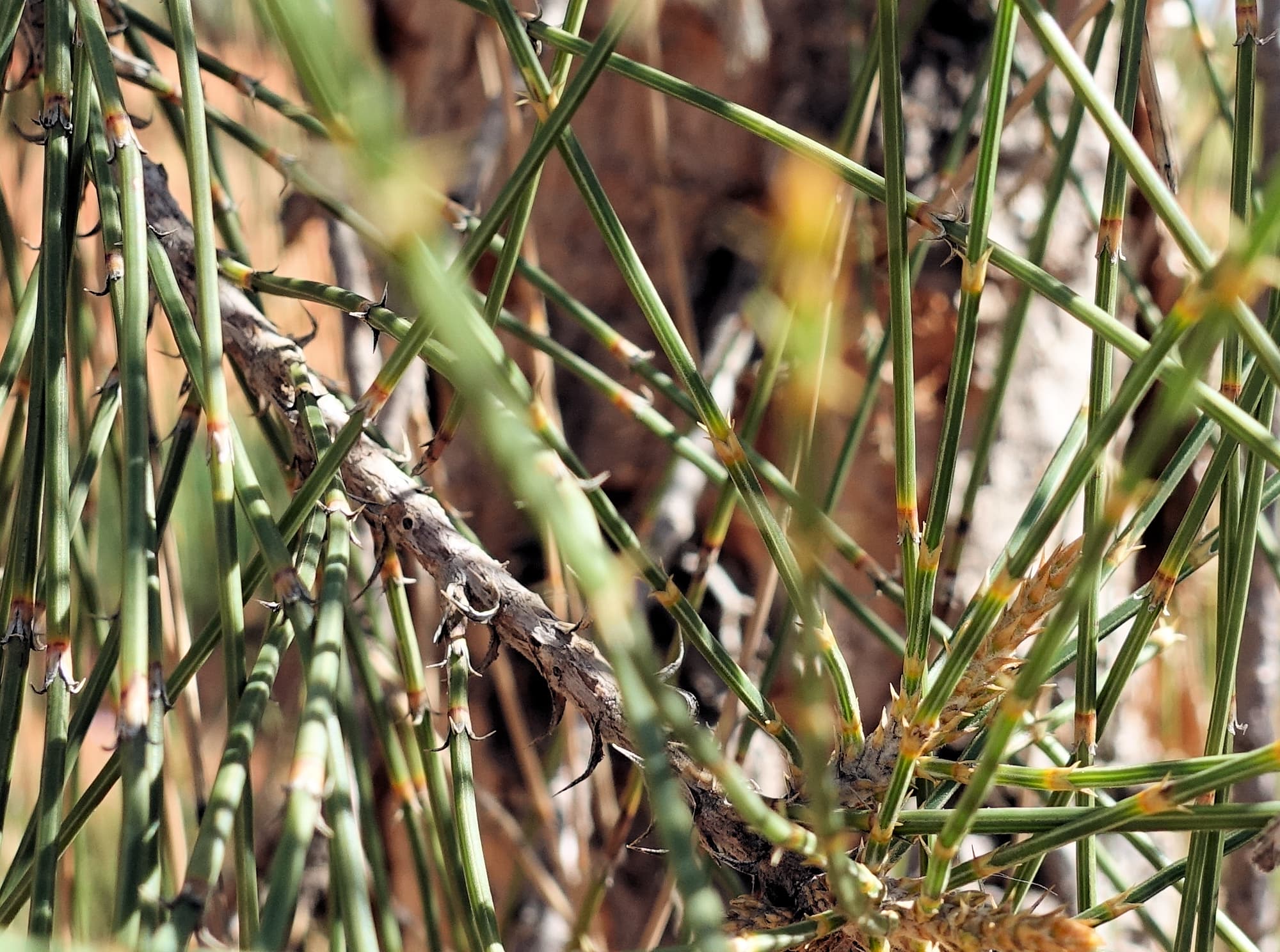 Desert Oak – Ausemade