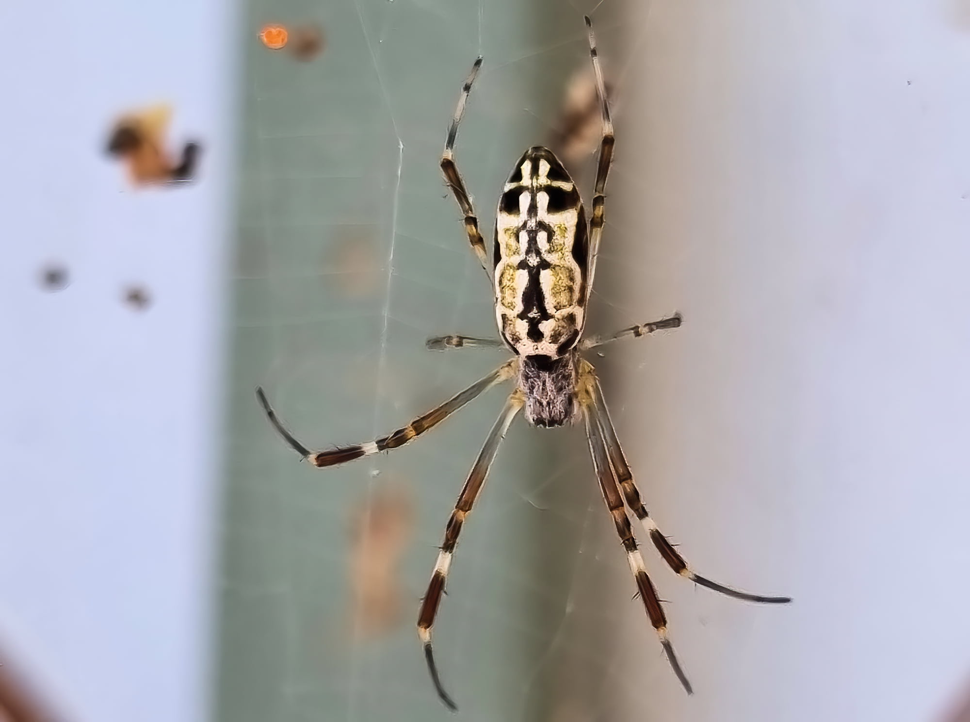 Spiders at the Ponds – Ausemade