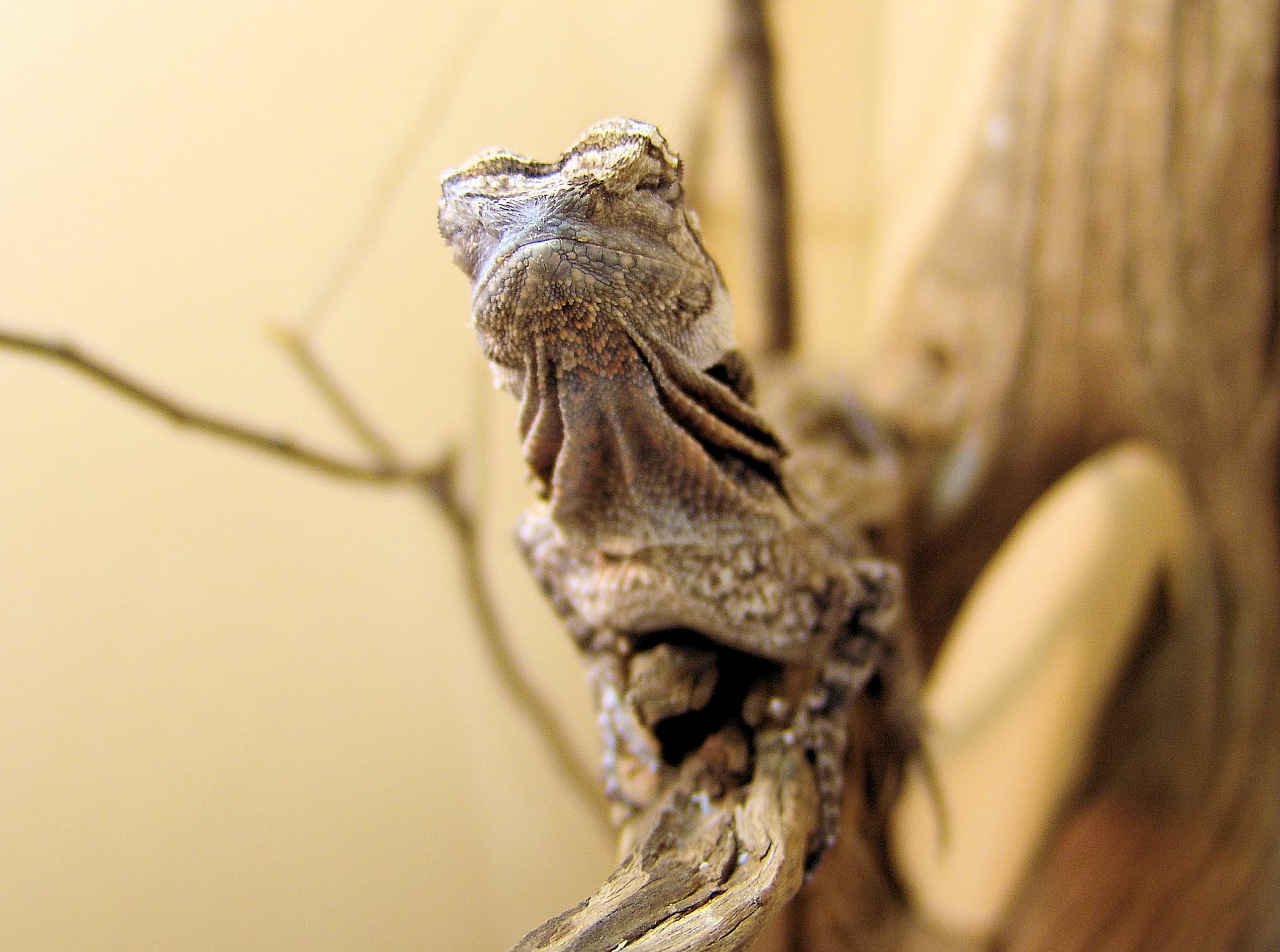 Frilled Neck Lizard – Ausemade