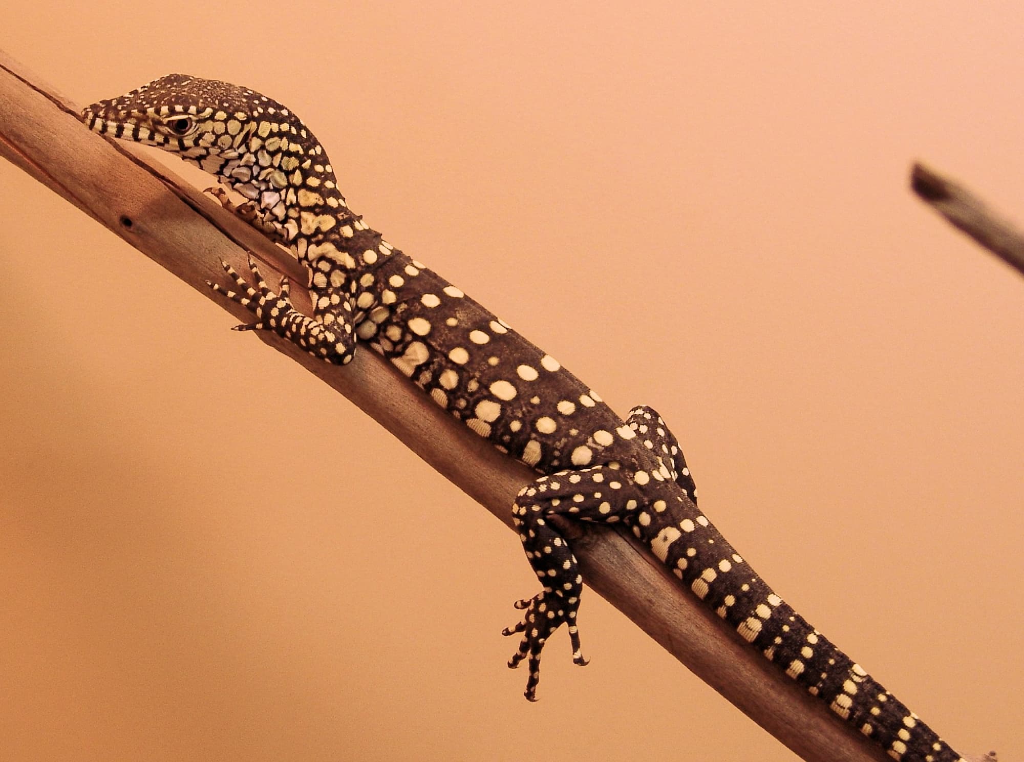 Juvenile Perentie – Ausemade