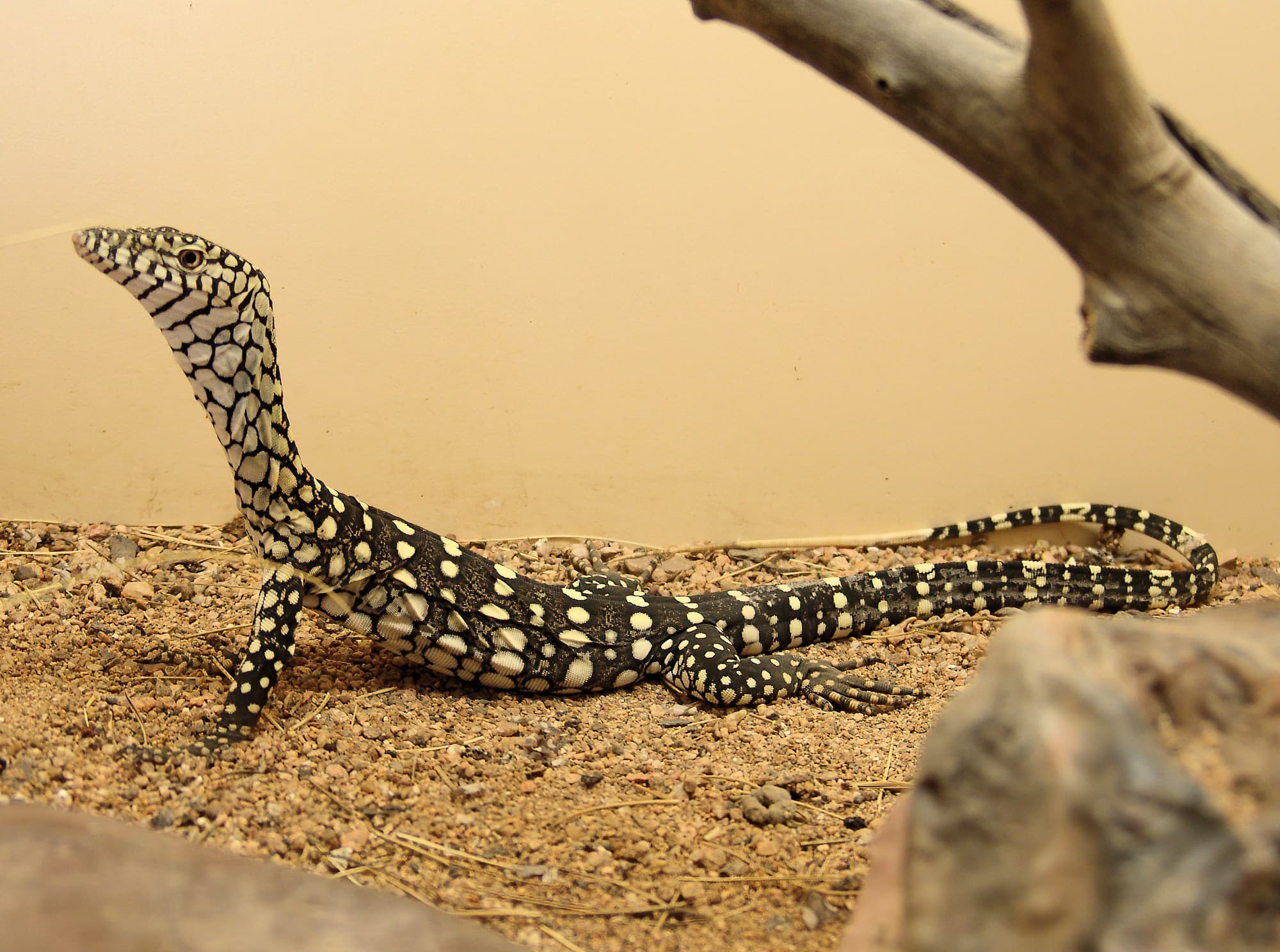 Juvenile Perentie – Ausemade