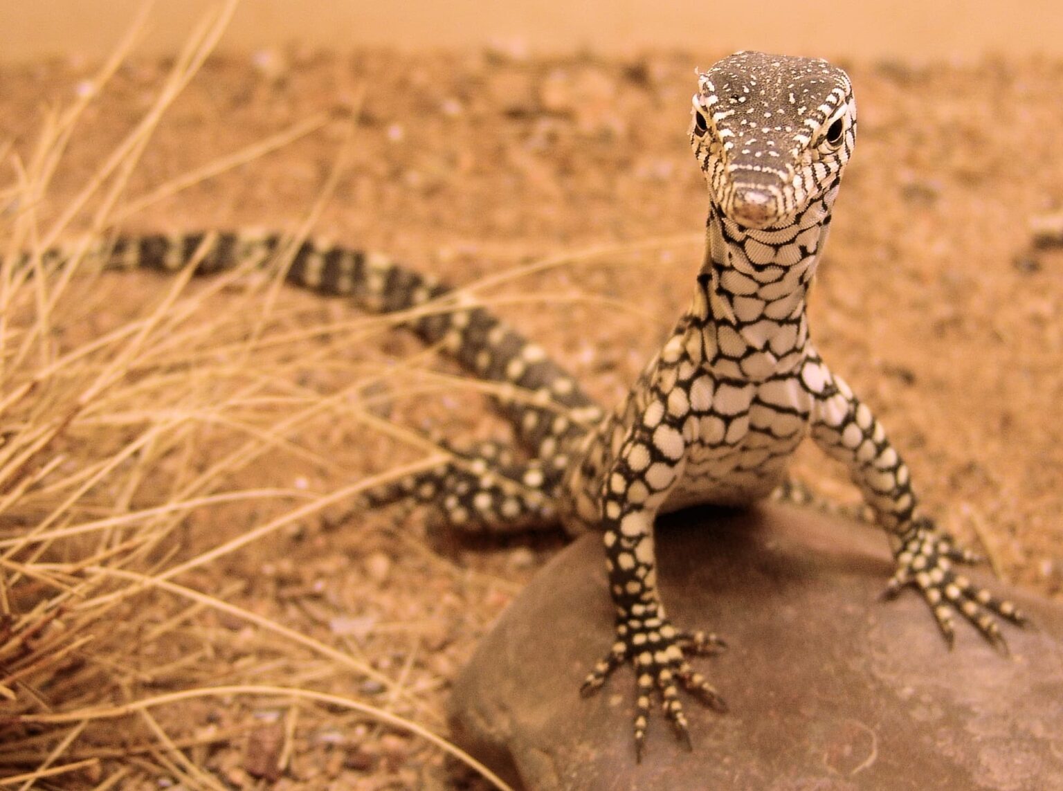 Ausemade – Showcase Australia