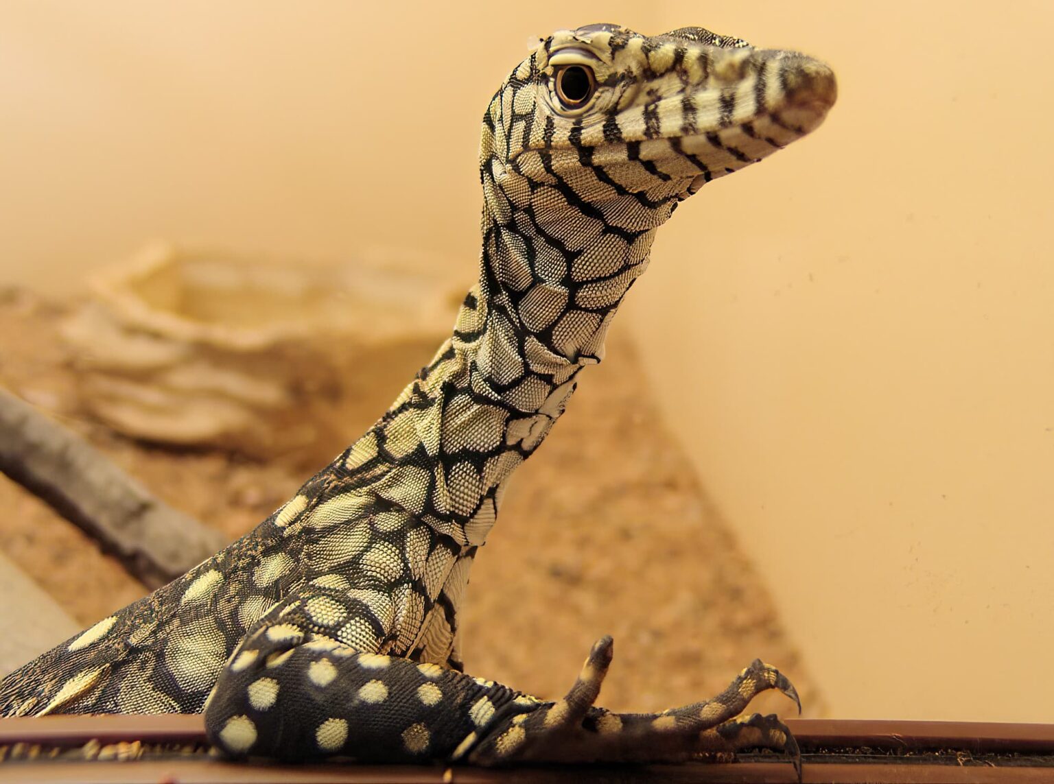 Juvenile Perentie – Ausemade