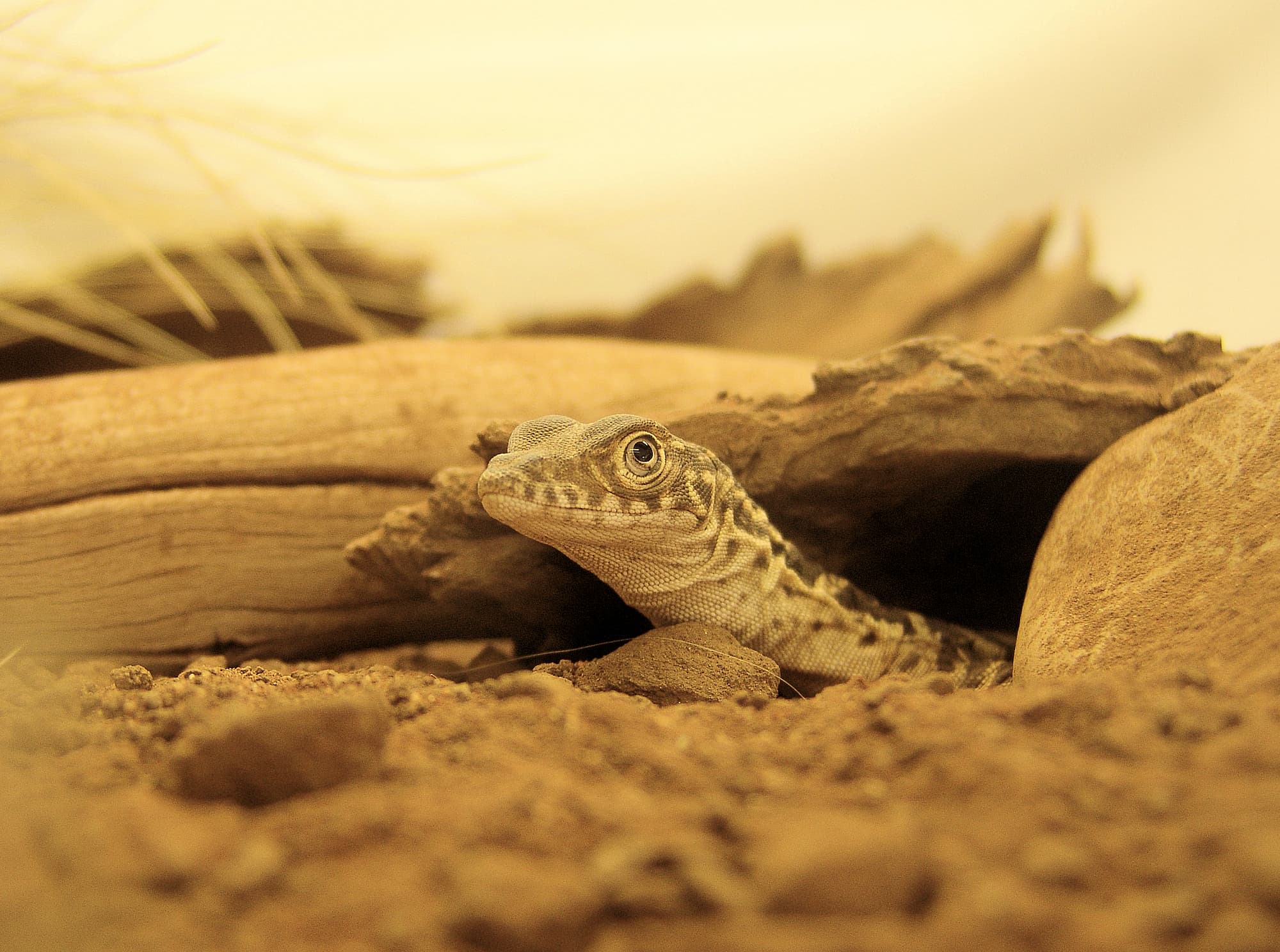Spencer’s Goanna – Ausemade