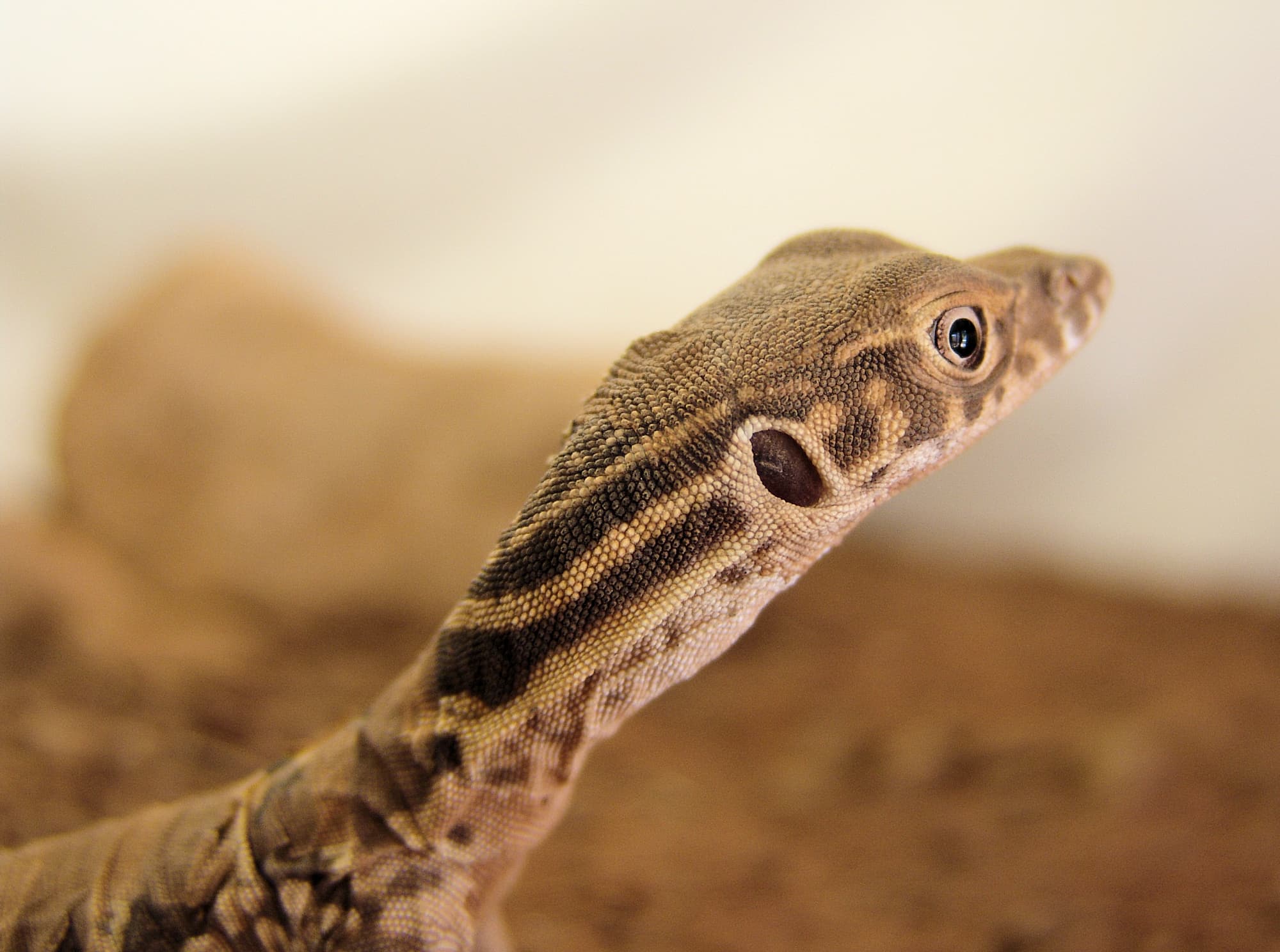 Spencer’s Goanna – Ausemade