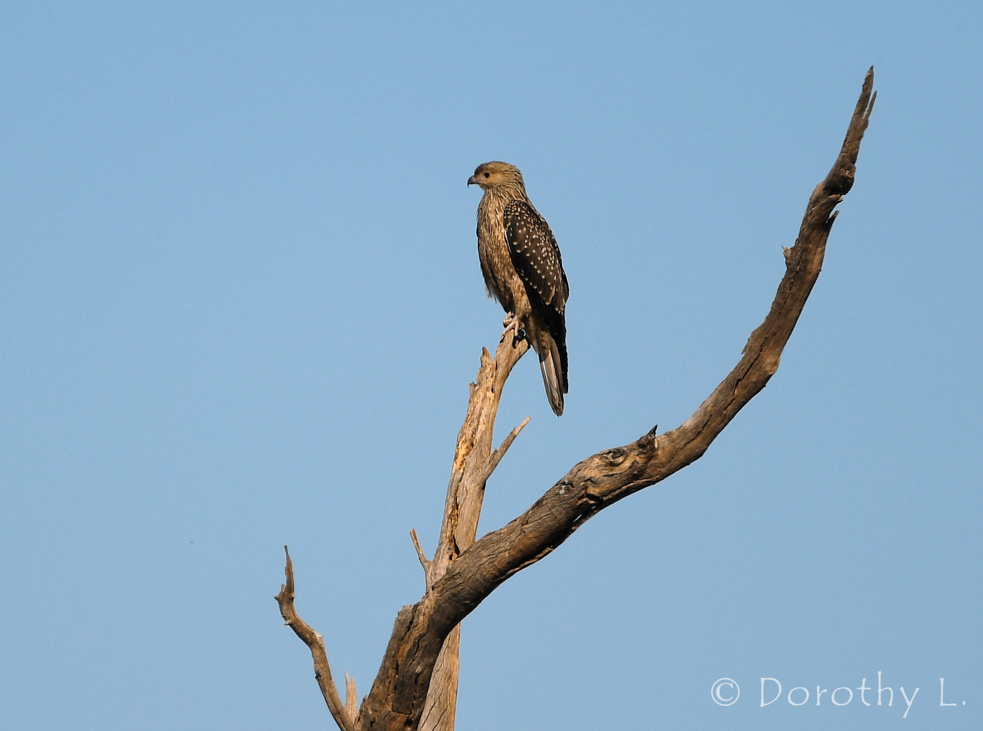 Juvenile Whistling Kite in Alice – Ausemade
