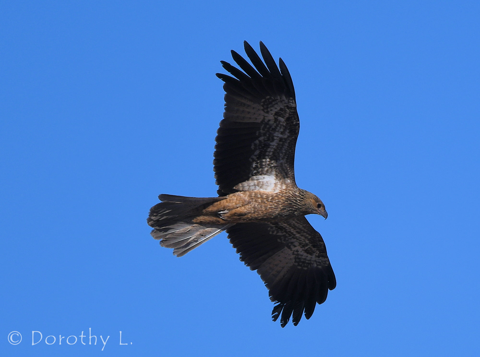 Juvenile Whistling Kite in Alice – Ausemade