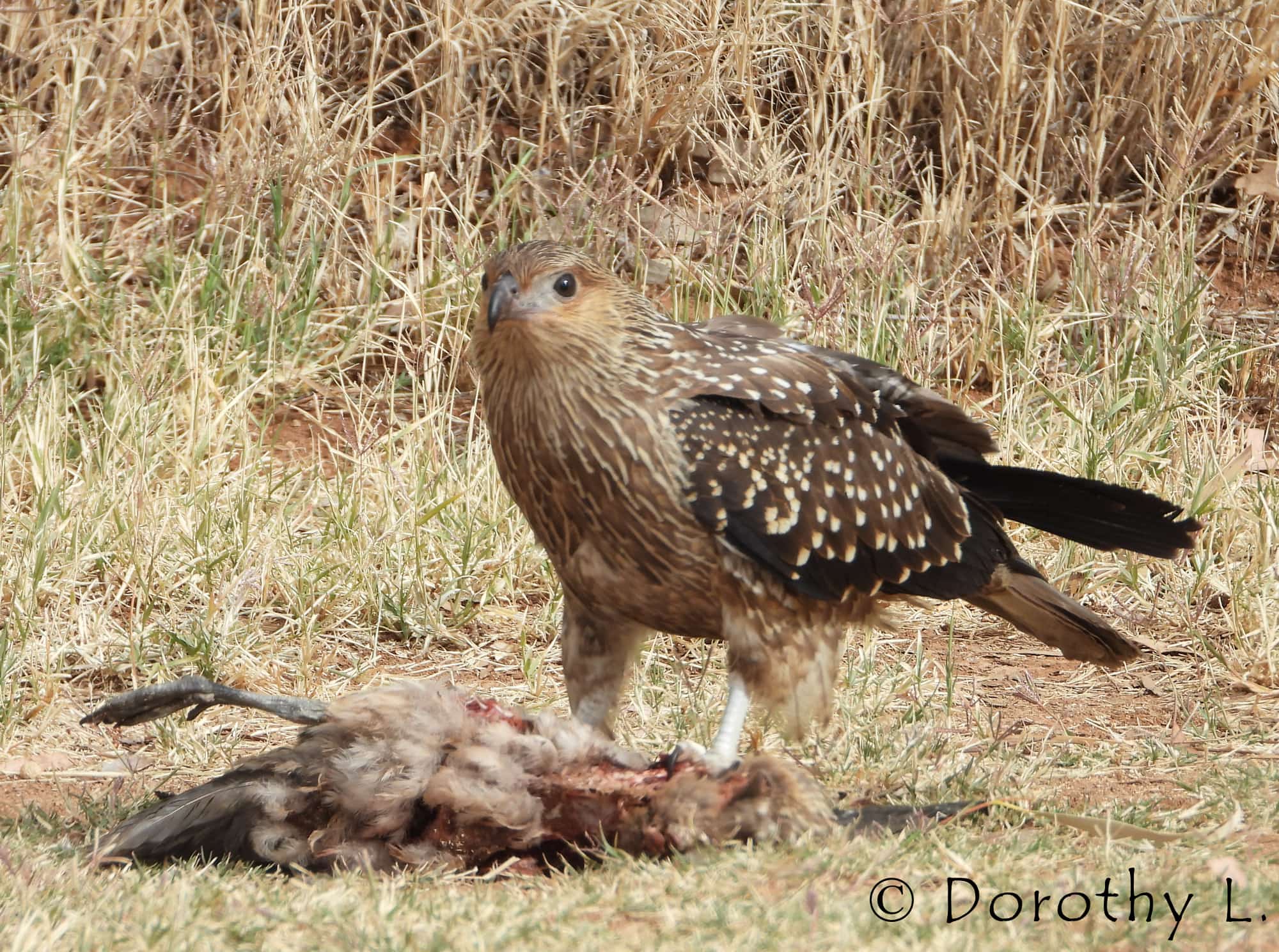 Juvenile Whistling Kite with prey – Ausemade