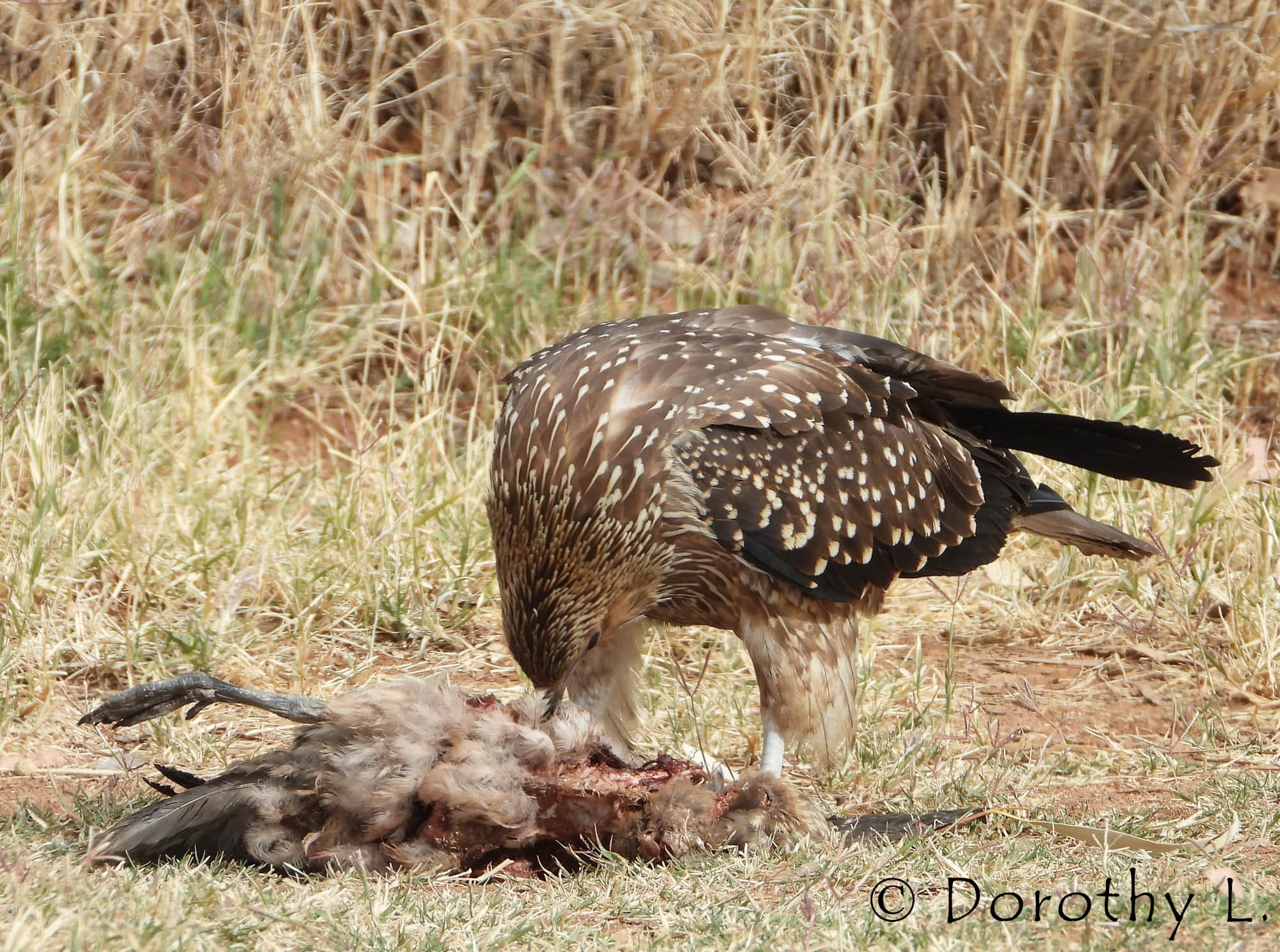 Juvenile Whistling Kite with prey – Ausemade