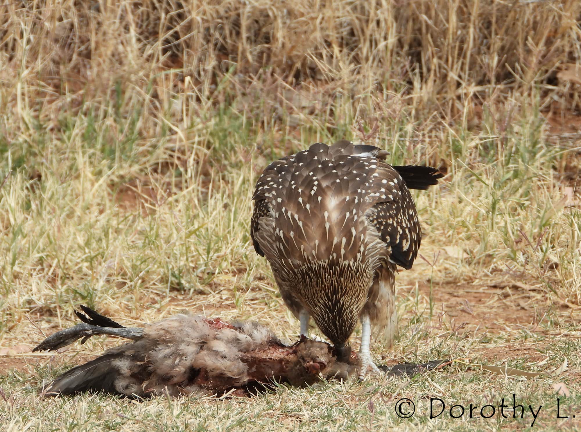 Juvenile Whistling Kite with prey – Ausemade