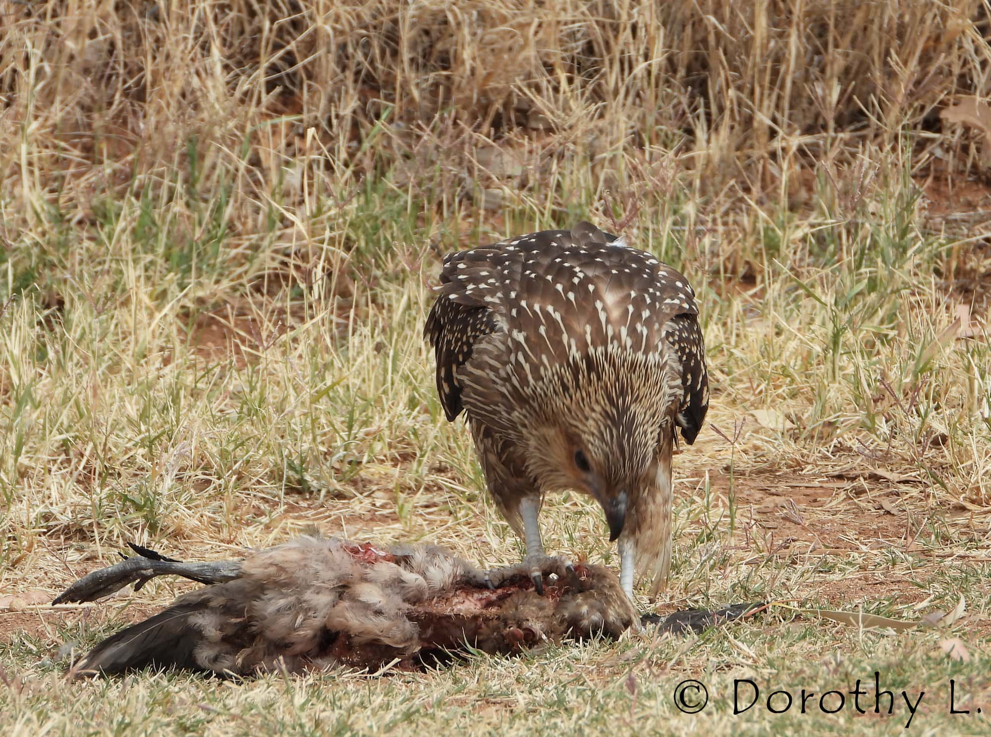 Juvenile Whistling Kite with prey – Ausemade
