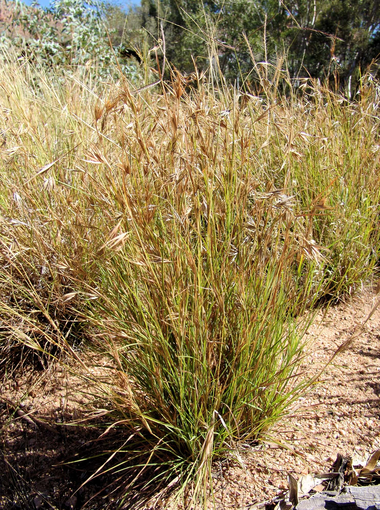 Kangaroo Grass – Ausemade