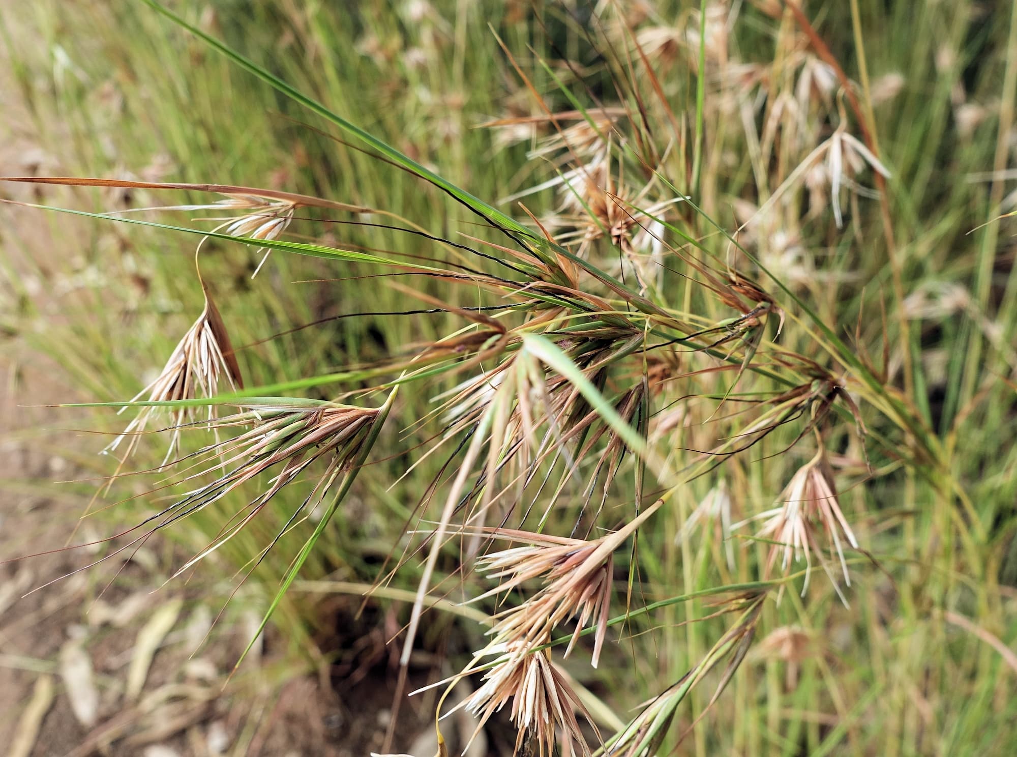Kangaroo Grass (Themeda triandra) – Ausemade