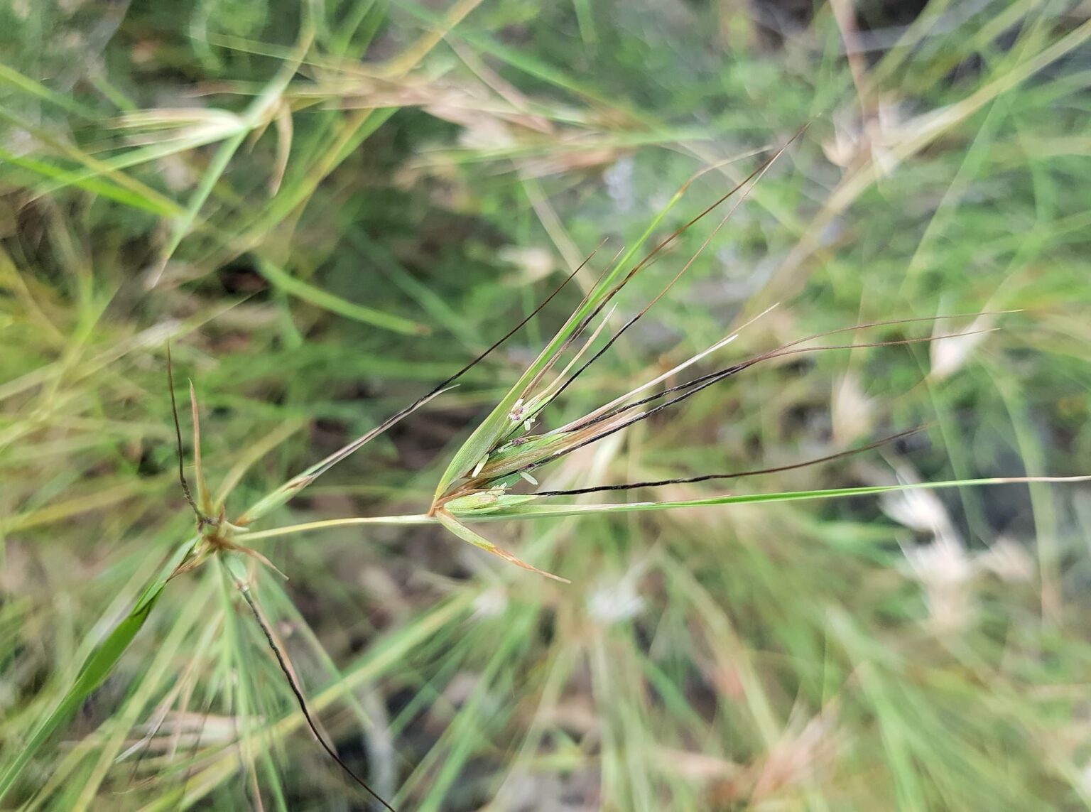 Kangaroo Grass (Themeda triandra) – Ausemade