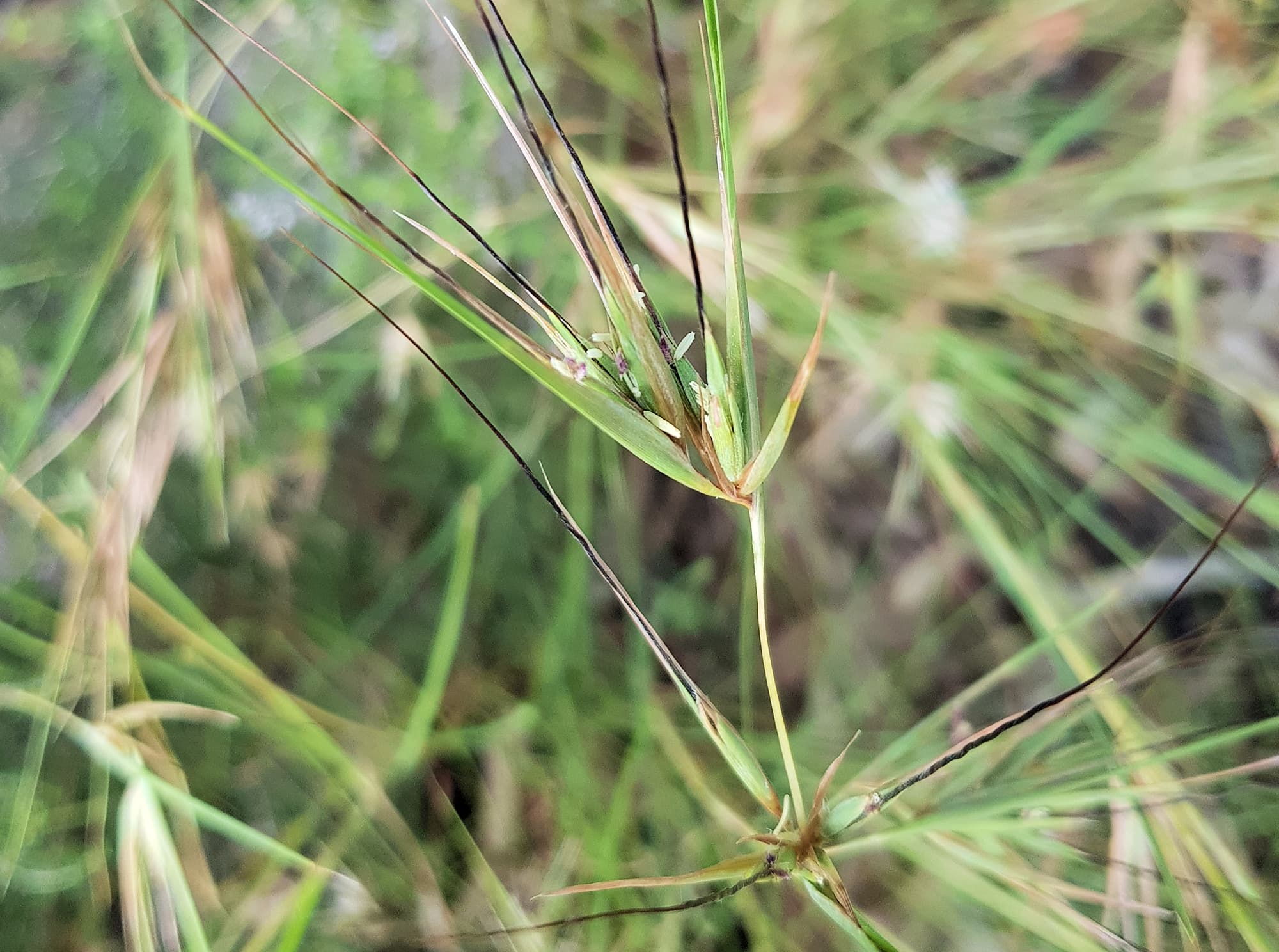 Kangaroo Grass (Themeda triandra) – Ausemade
