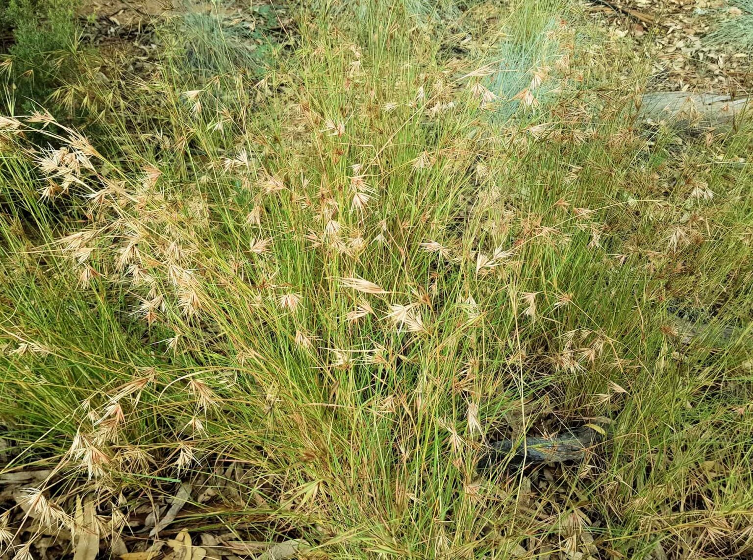 Kangaroo Grass (Themeda triandra) – Ausemade