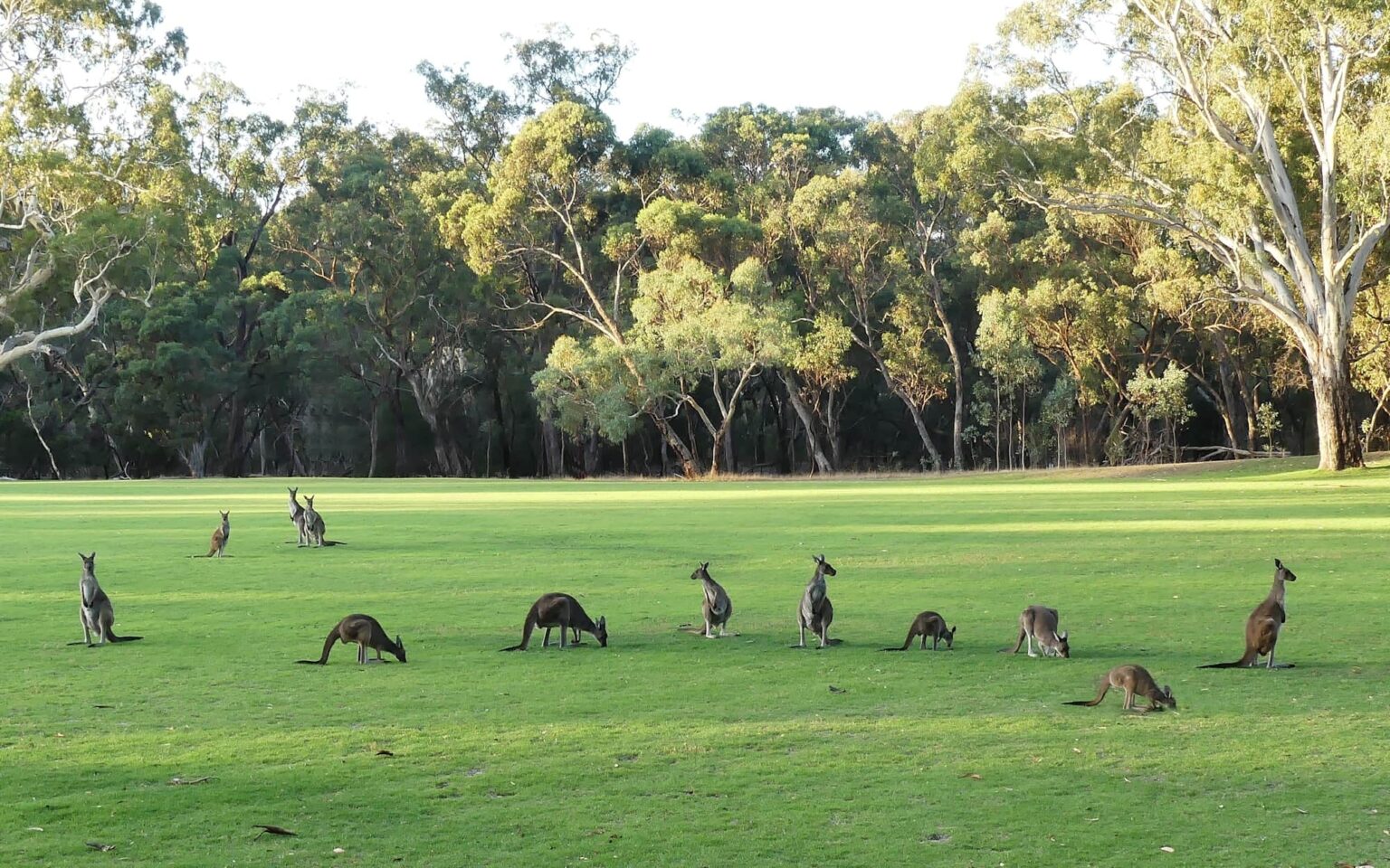 South Australia Fauna – Ausemade