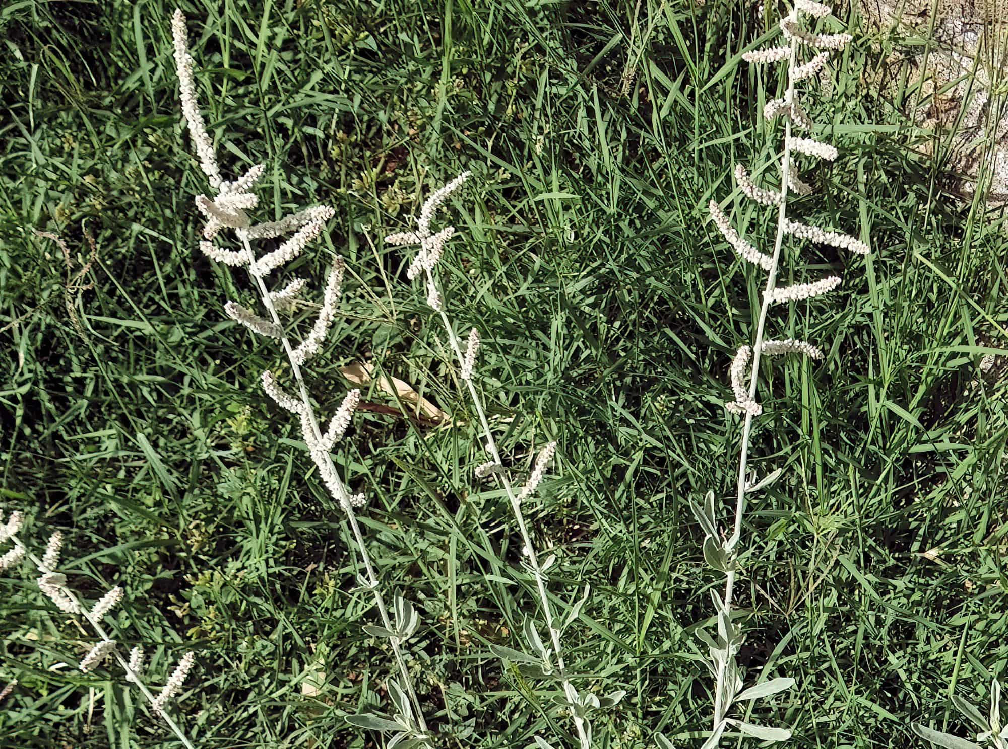 Kapok Bush (Aerva javanica) – Ausemade