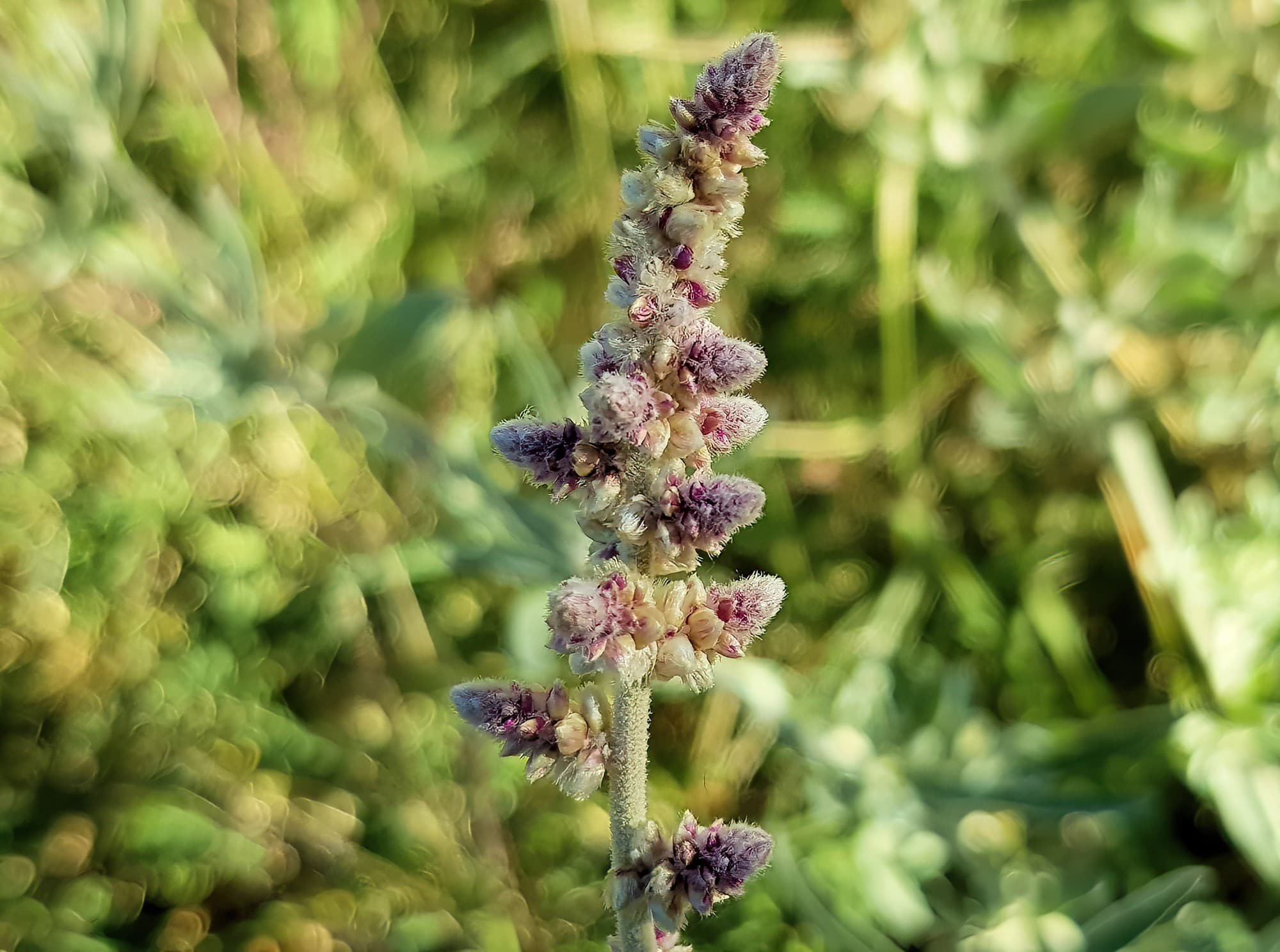 Kapok Bush (Aerva javanica) – Ausemade