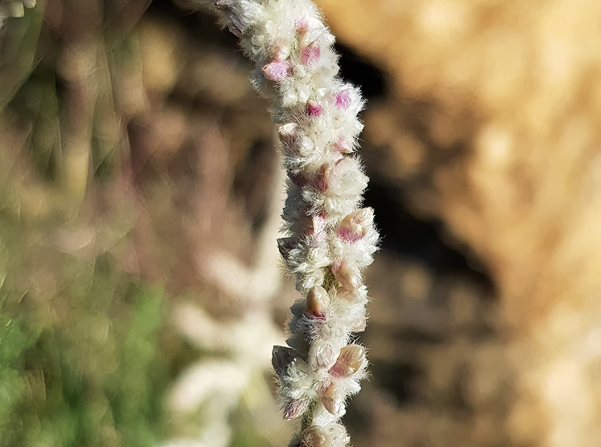 Kapok Bush (Aerva javanica) – Ausemade