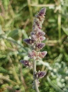 Kapok Bush (Aerva javanica) – Ausemade