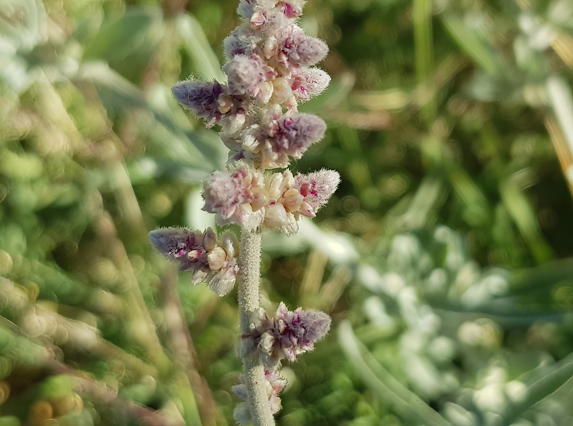 Kapok Bush (Aerva javanica) – Ausemade