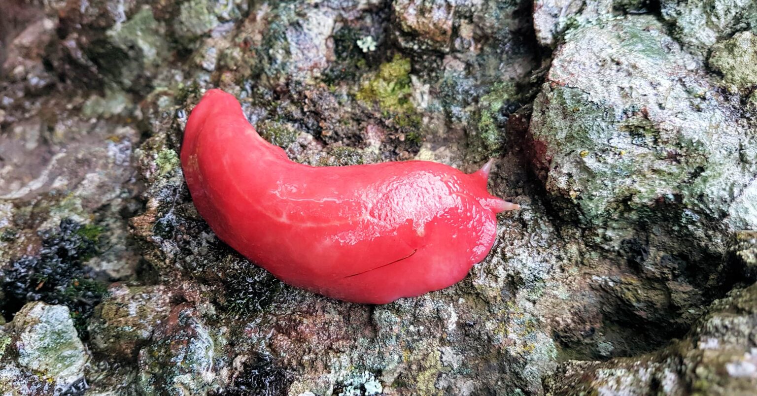 Kaputar Pink Slug – Ausemade