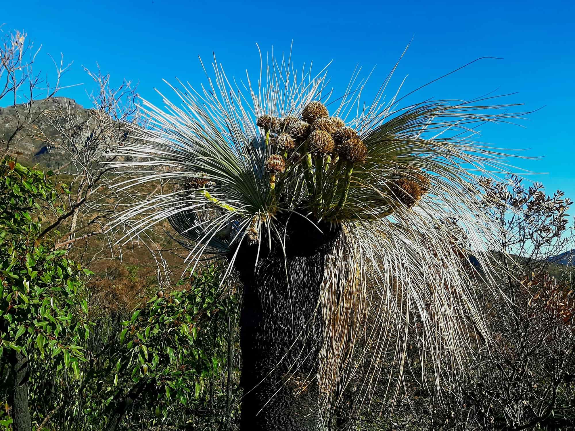 Kingia australis – Ausemade