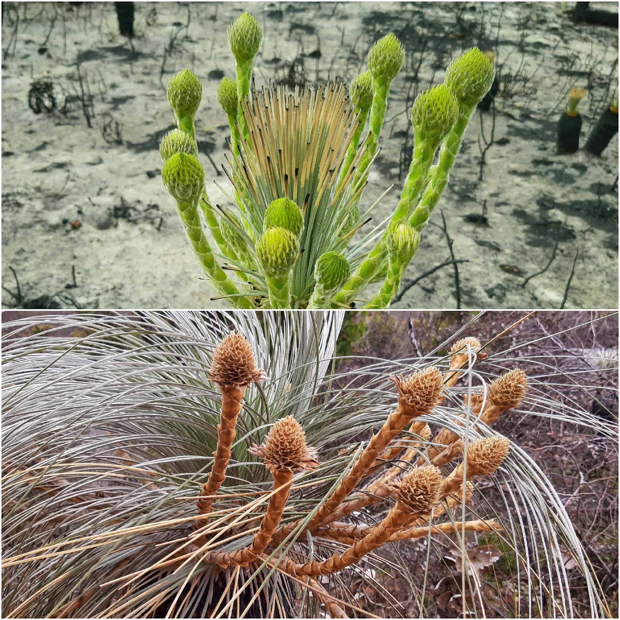 Kingia australis – Ausemade