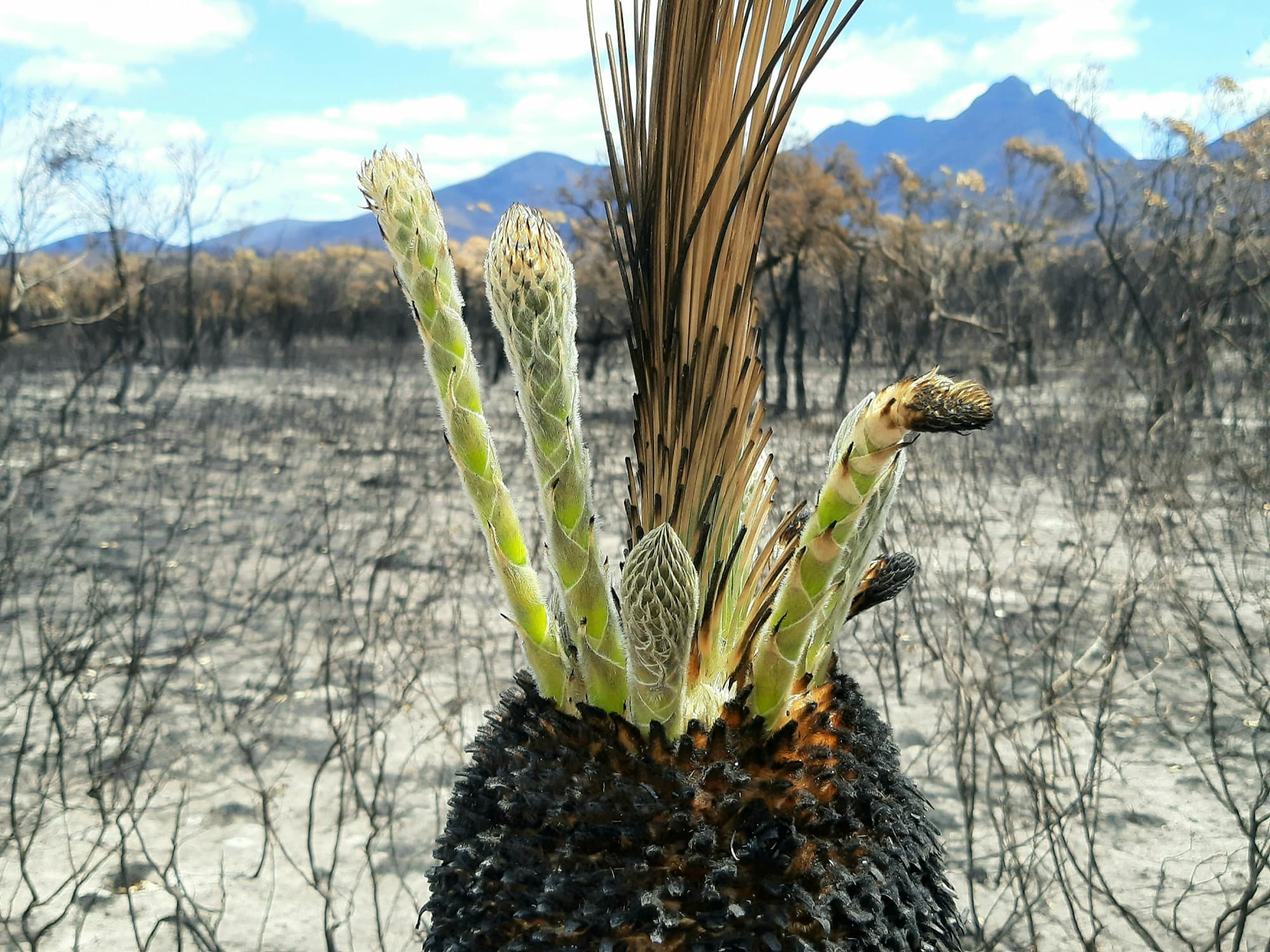 Kingia australis – Ausemade