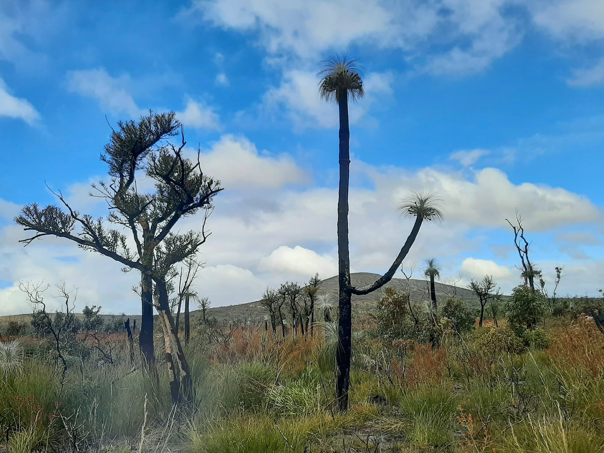 Kingia australis – Ausemade