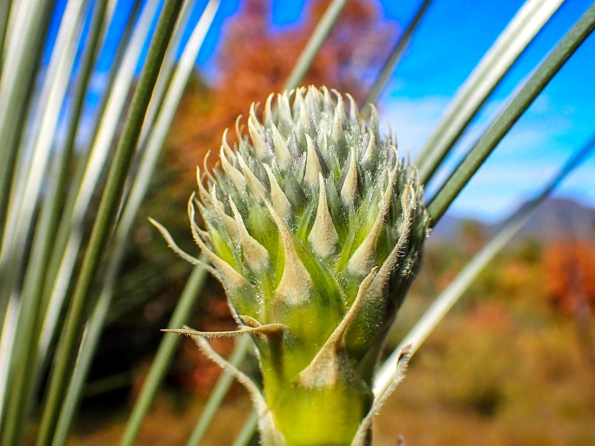 Kingia australis – Ausemade