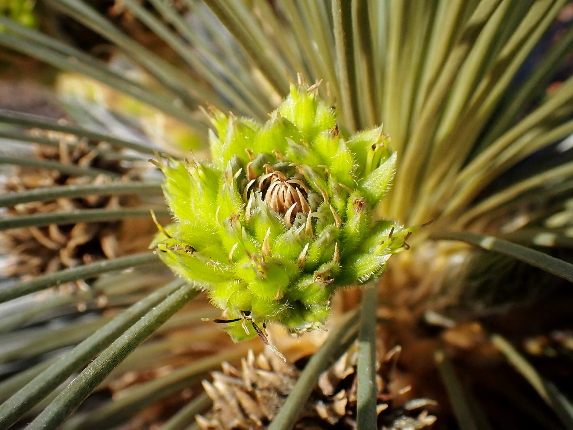 Kingia australis – Ausemade