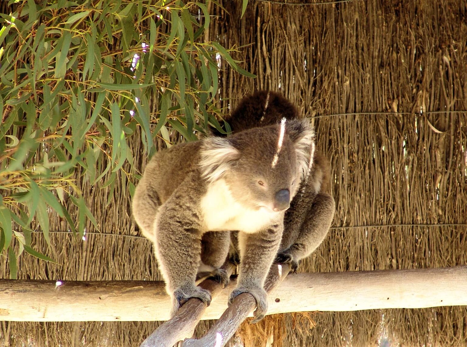 Kyabram Fauna Park – Ausemade
