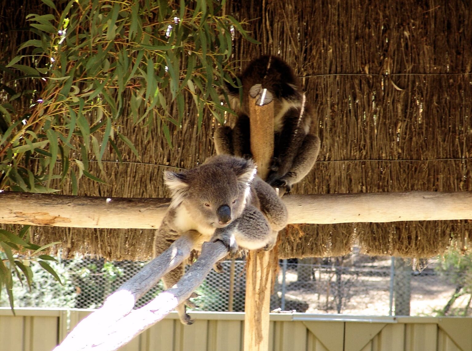 Kyabram Fauna Park – Ausemade