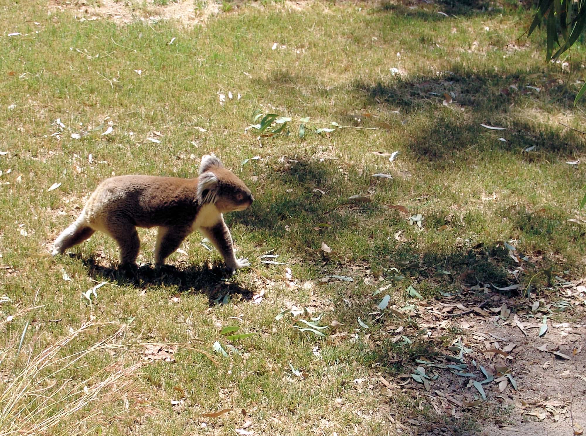Kyabram Fauna Park – Ausemade