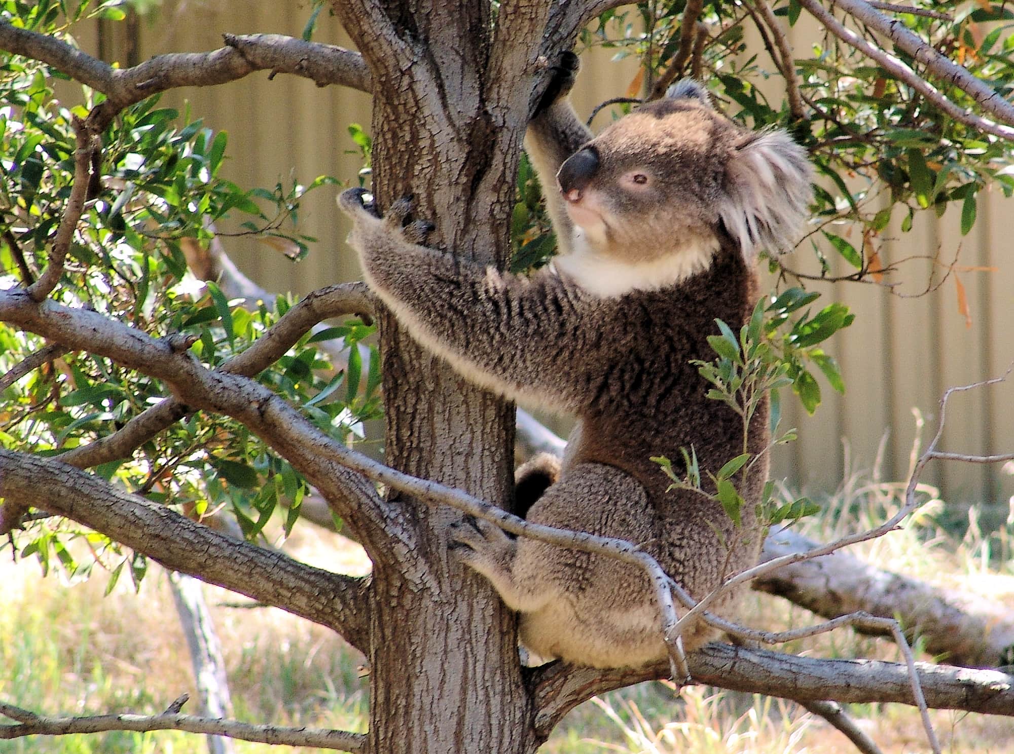 Kyabram Fauna Park – Ausemade