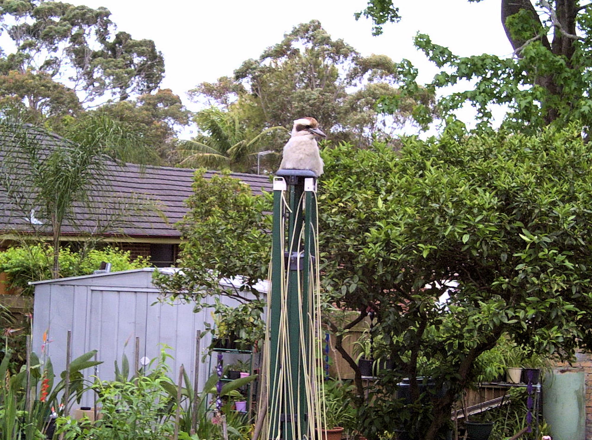 Backyard Wildlife – Ausemade