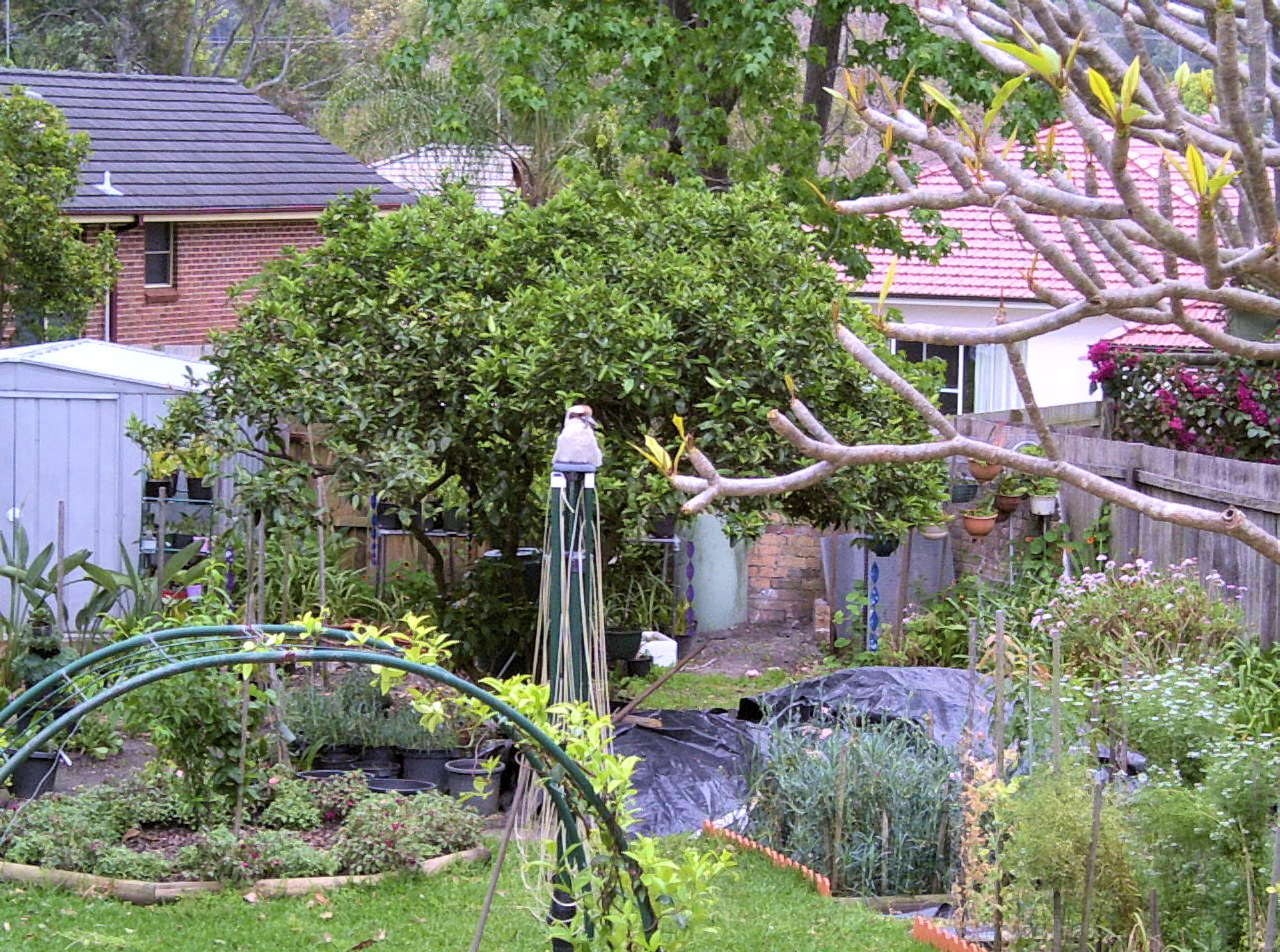 Backyard Wildlife – Ausemade