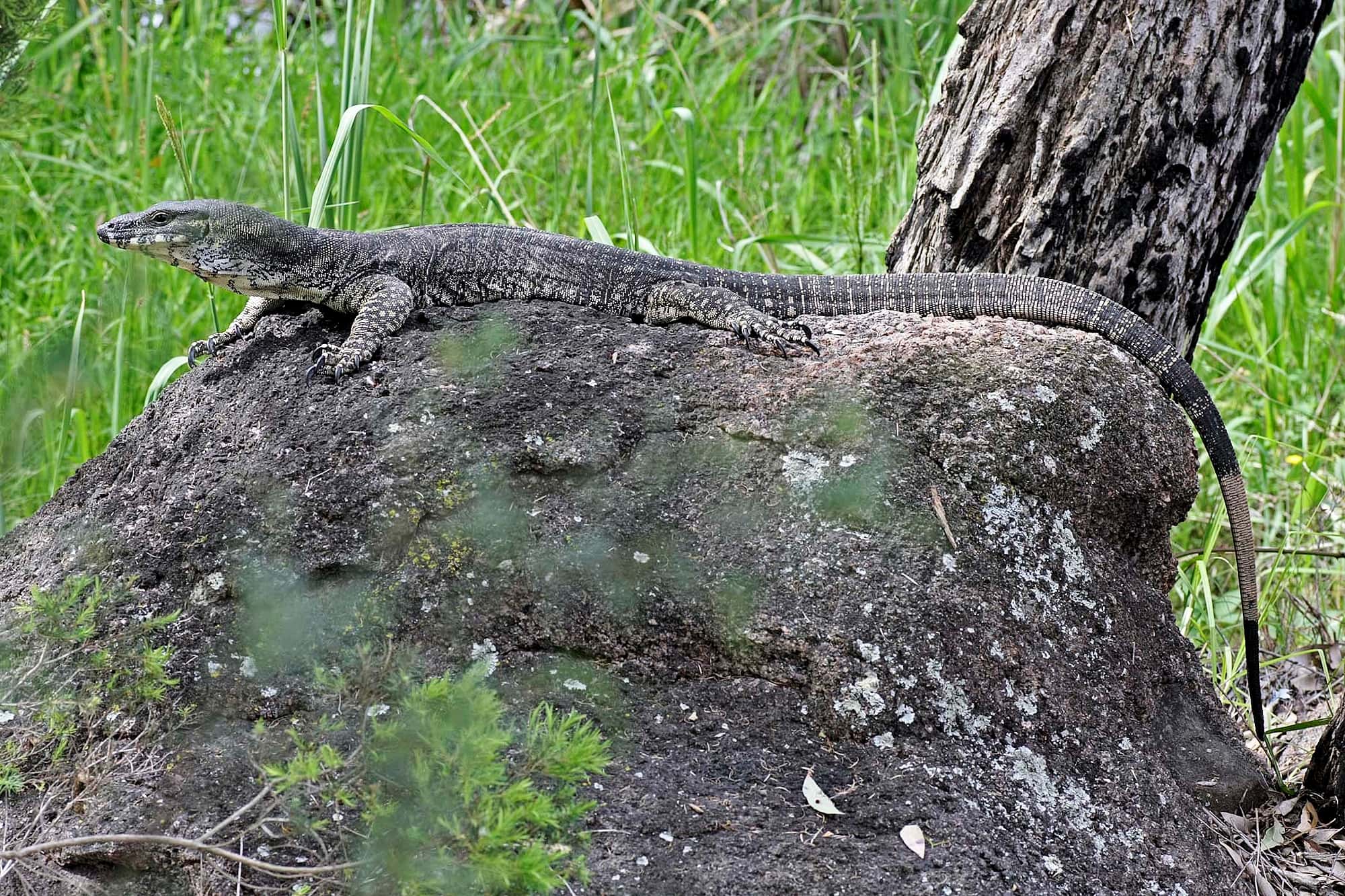 Lace Monitor (Varanus varius) – Ausemade