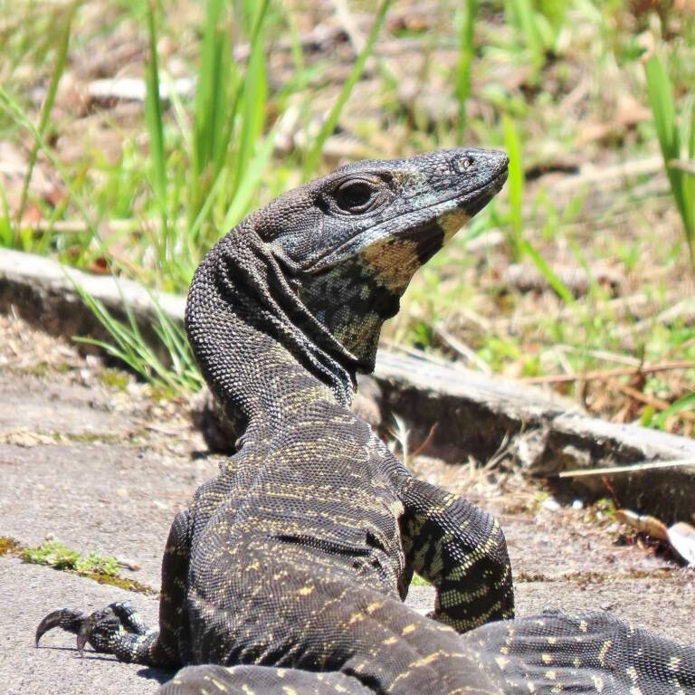 Lace Monitor (Varanus varius) – Ausemade