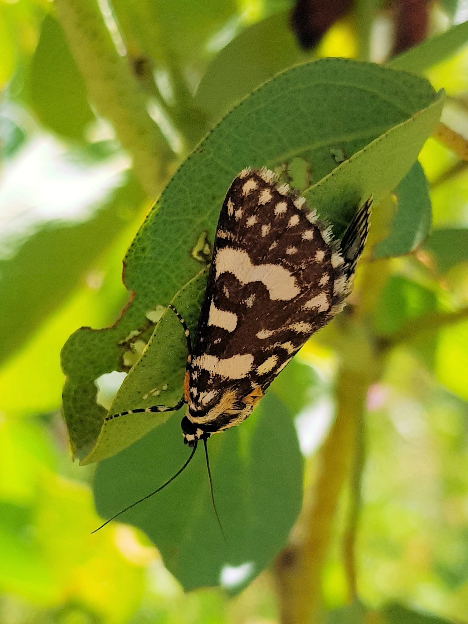 Laced Day-Moth (Ipanica cornigera) – Ausemade