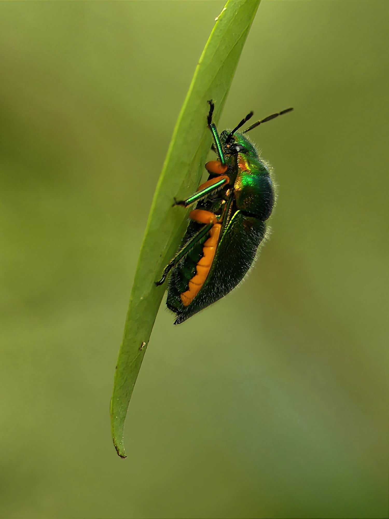 Green Jewel Bug (Lampromicra senator) – Ausemade
